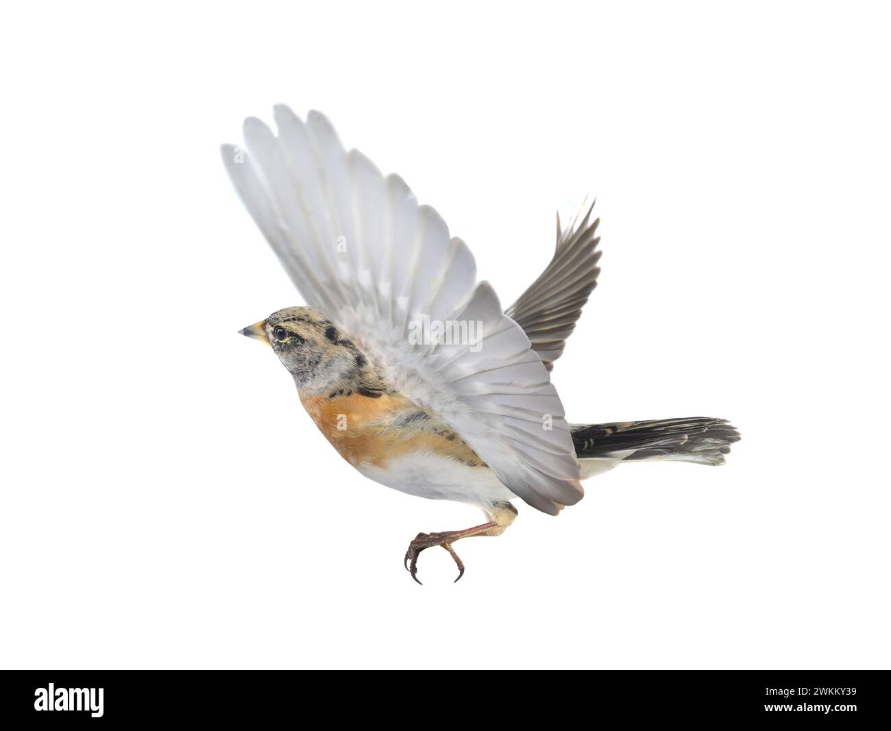 Brambling bird in flight isolated on white background Stock Photo - Alamy