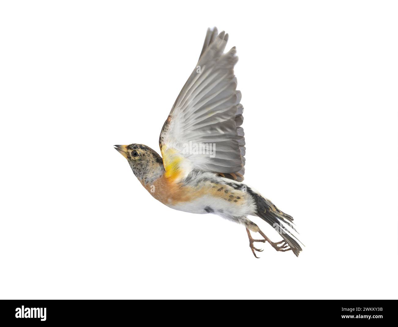 Brambling bird in flight isolated on white background Stock Photo - Alamy