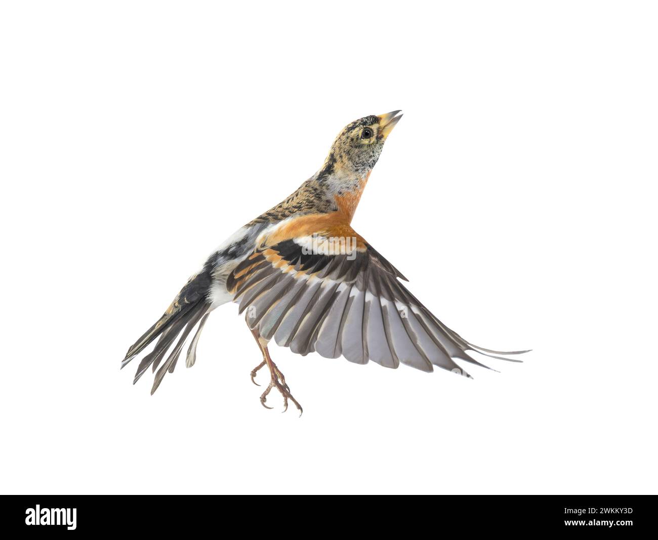Brambling bird in flight isolated on white background Stock Photo - Alamy