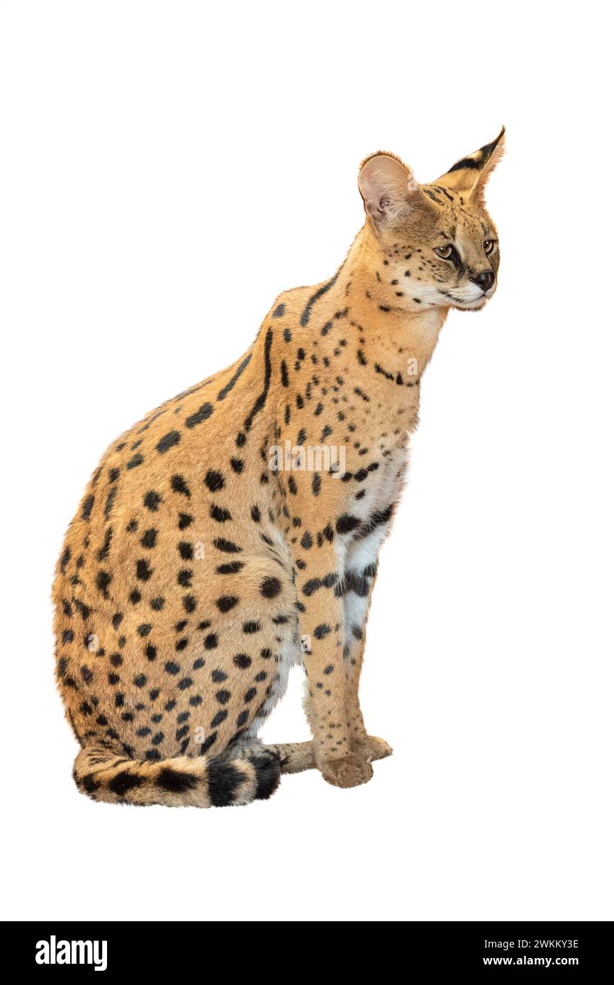 Serval cat animal Cut Out Stock Images & Pictures - Alamy