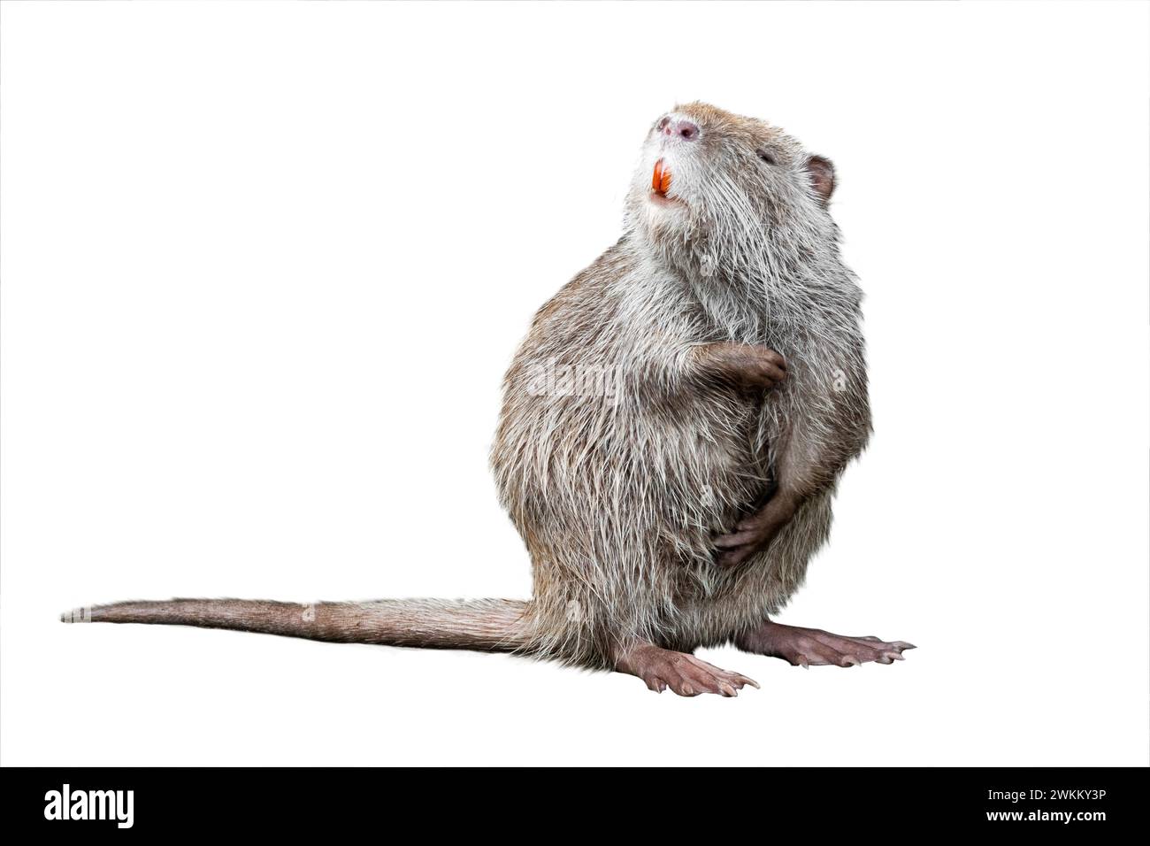 Nutria standing on its hind legs on a white background Stock Photo - Alamy