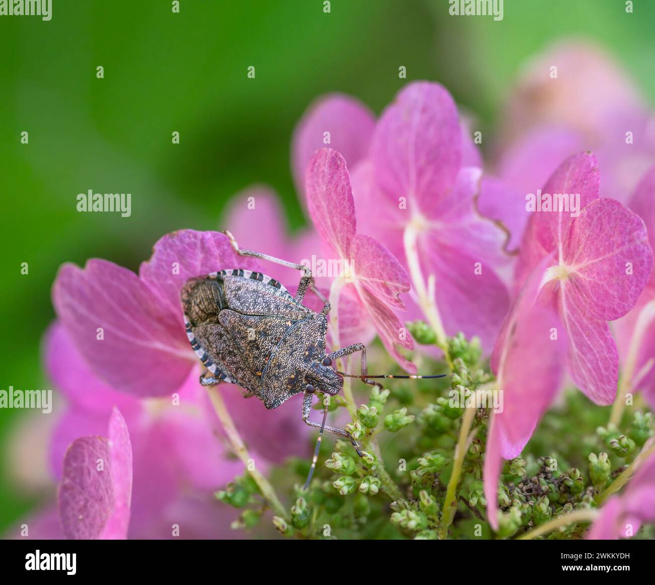 Bug hydrangea hi-res stock photography and images - Alamy