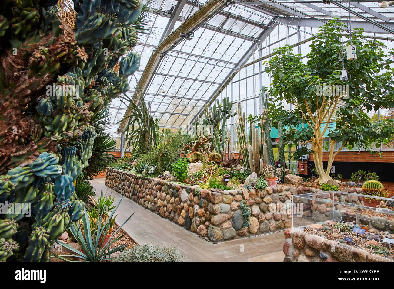 Lush Cacti and Succulents in Sunlit Greenhouse, Eye-Level View Stock Photo - Alamy