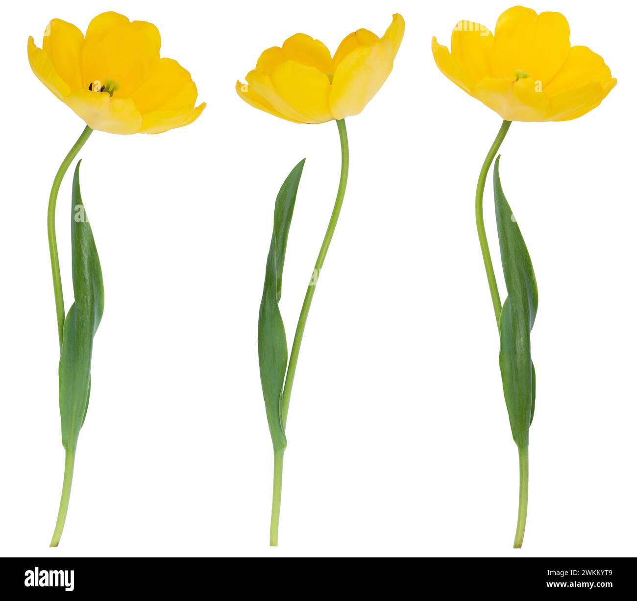 Tulip flower. Beautiful tulips flower for postcard beauty design. Tulip ...