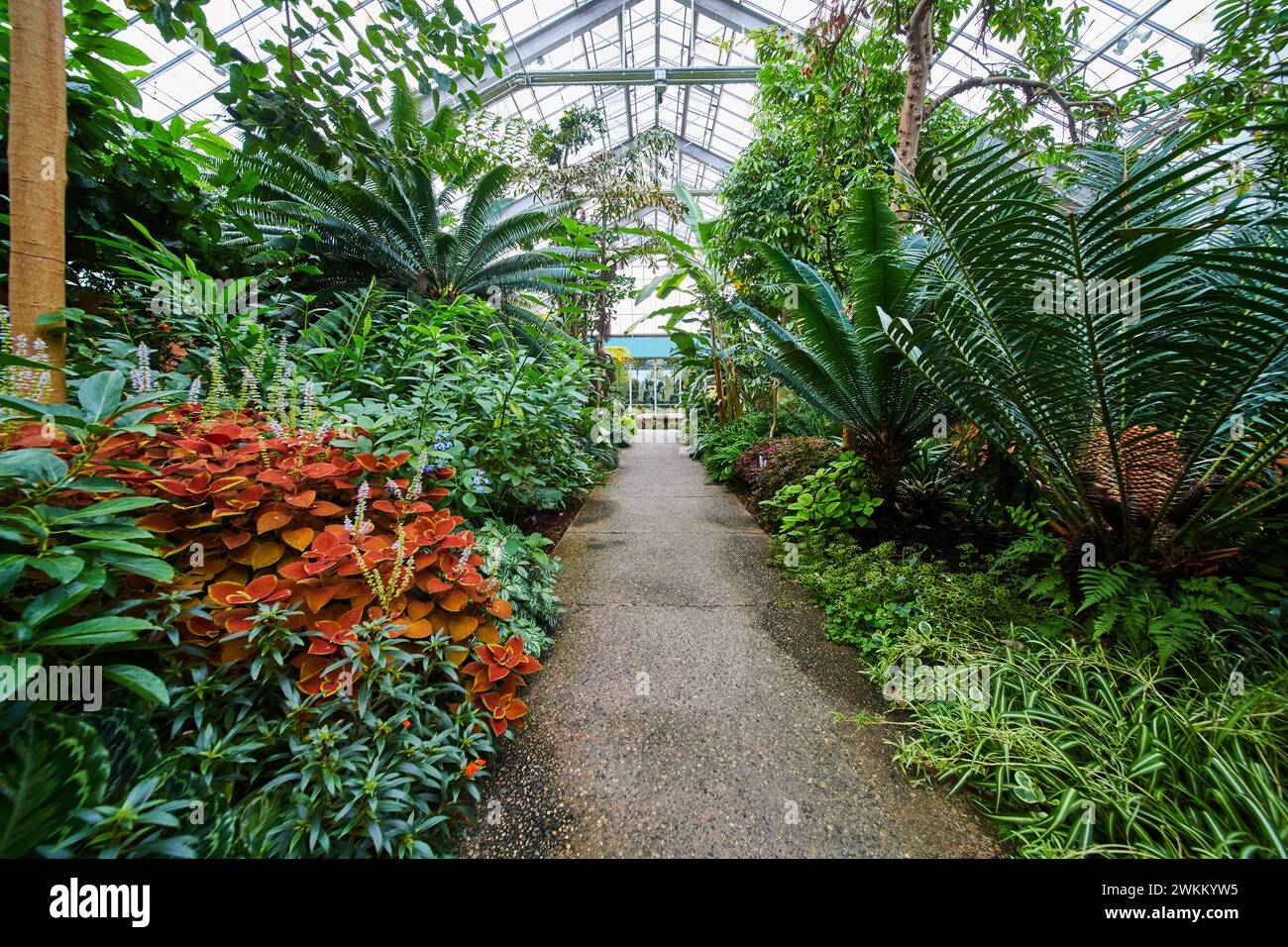Lush Greenhouse Pathway at Matthaei Botanical Gardens, Tranquil View ...