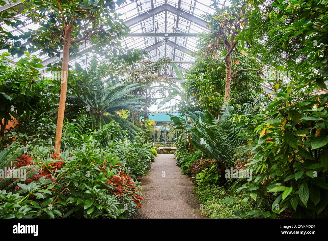 Lush Indoor Botanical Garden Pathway - Matthaei Conservatory, Michigan ...