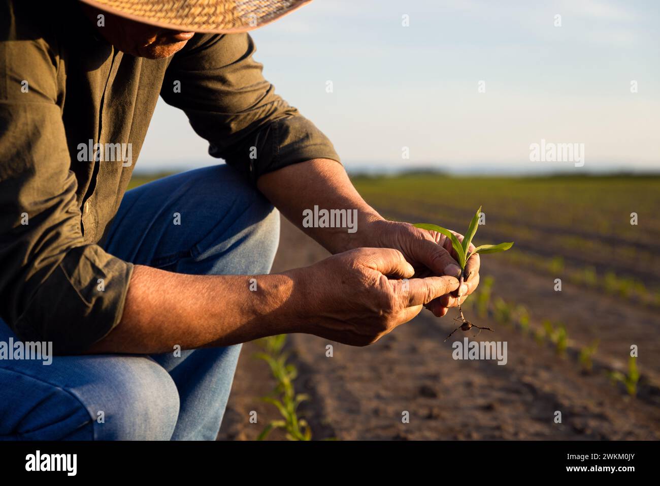 Close up of senior farmer hands showing problem with corn crop at field ...