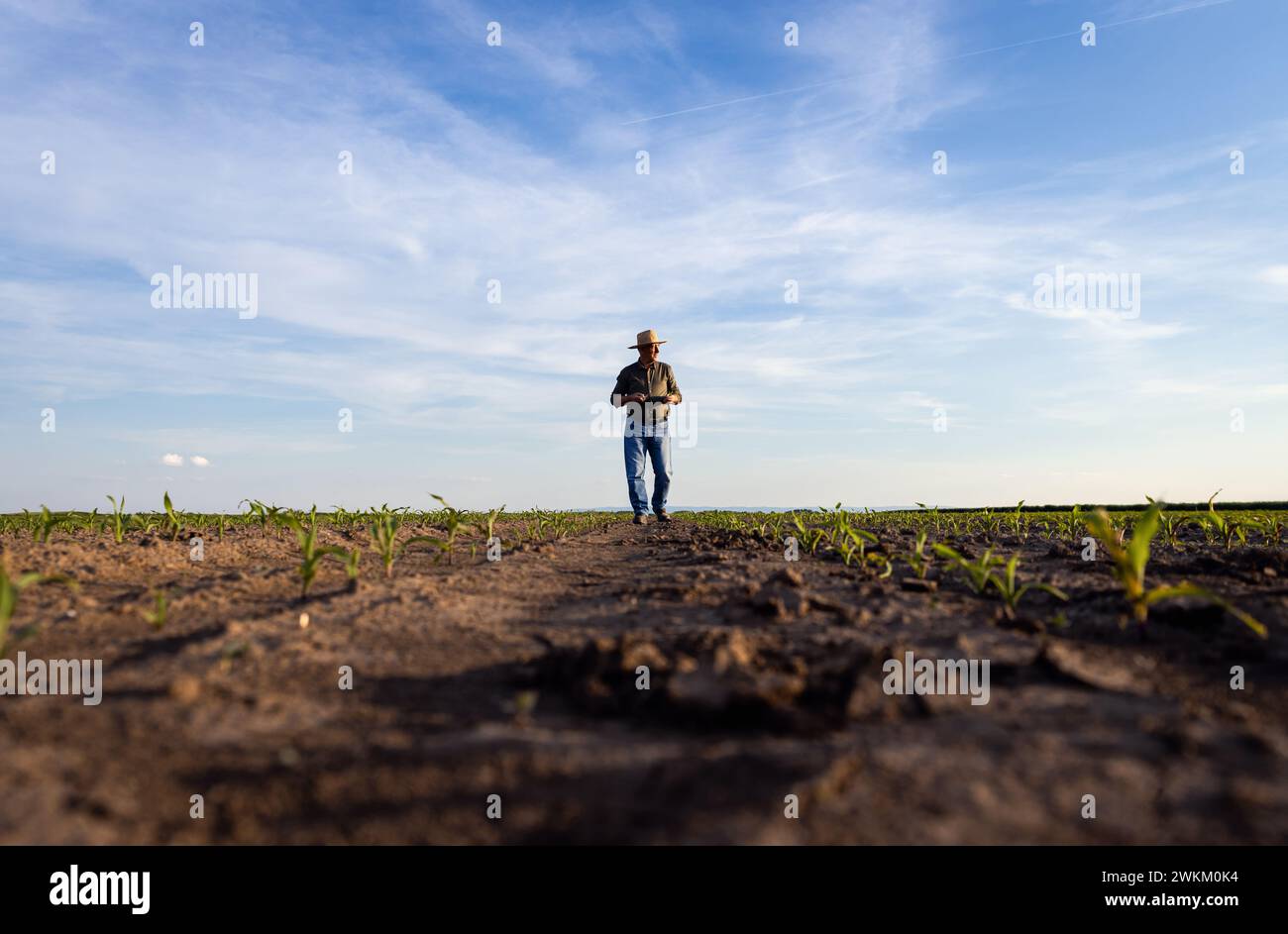Walking in corn field sunset hi-res stock photography and images - Alamy