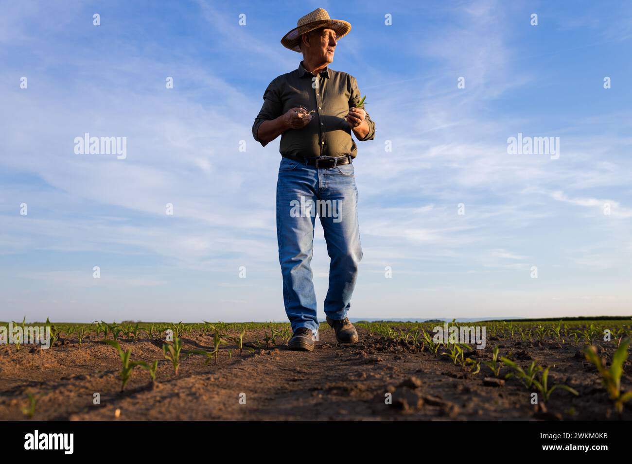 Walking in corn field sunset hi-res stock photography and images - Alamy