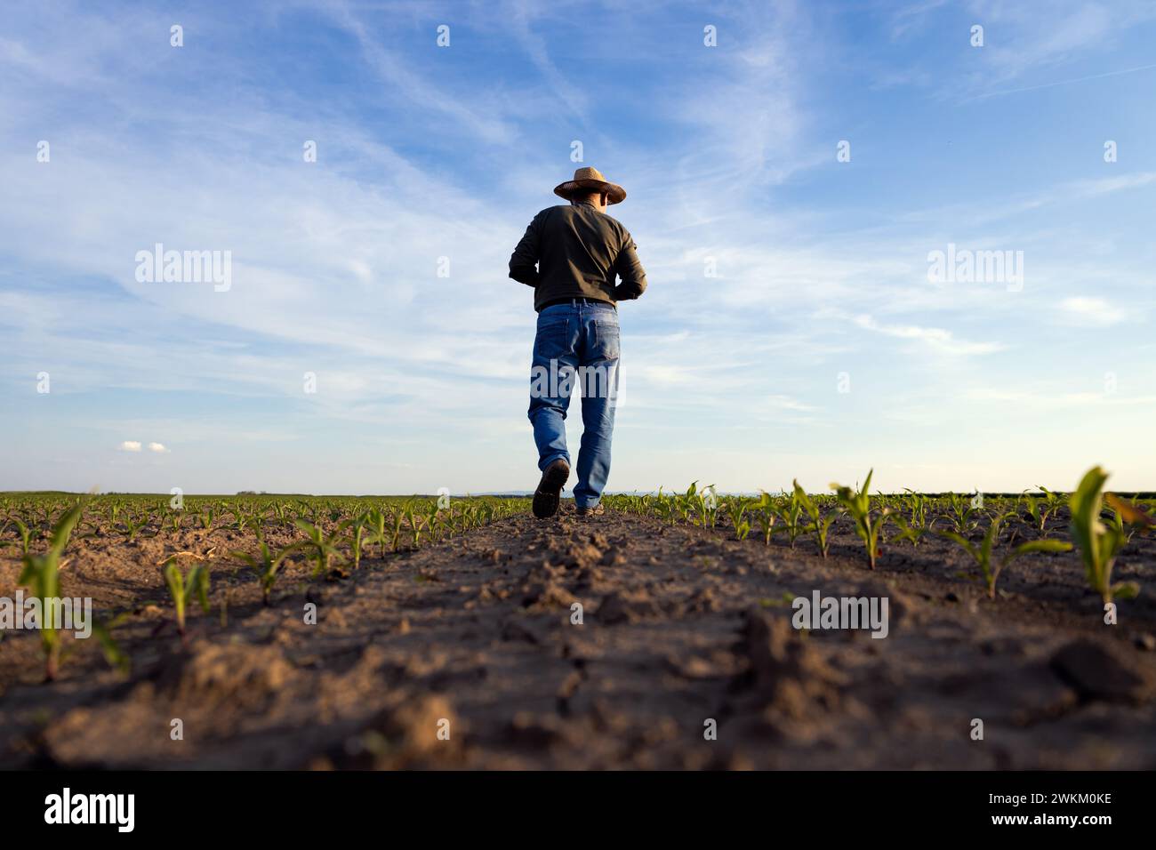 Walking in corn field sunset hi-res stock photography and images - Alamy