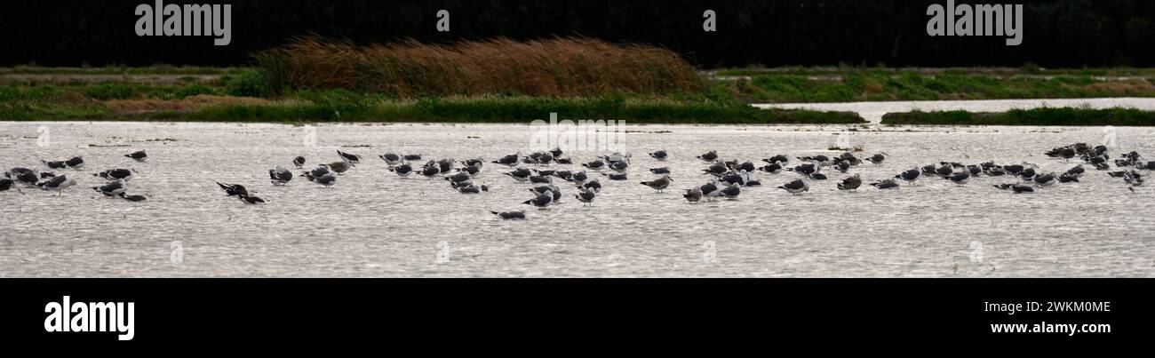 A wide-angle view captures a large flock of seabirds basking in the ...