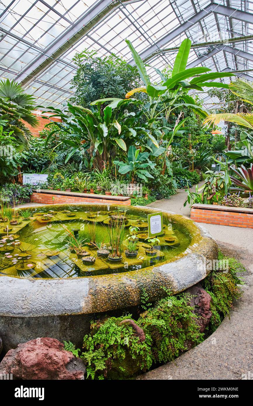 Tropical Greenhouse Oasis with Water Feature, Eye-Level View Stock ...