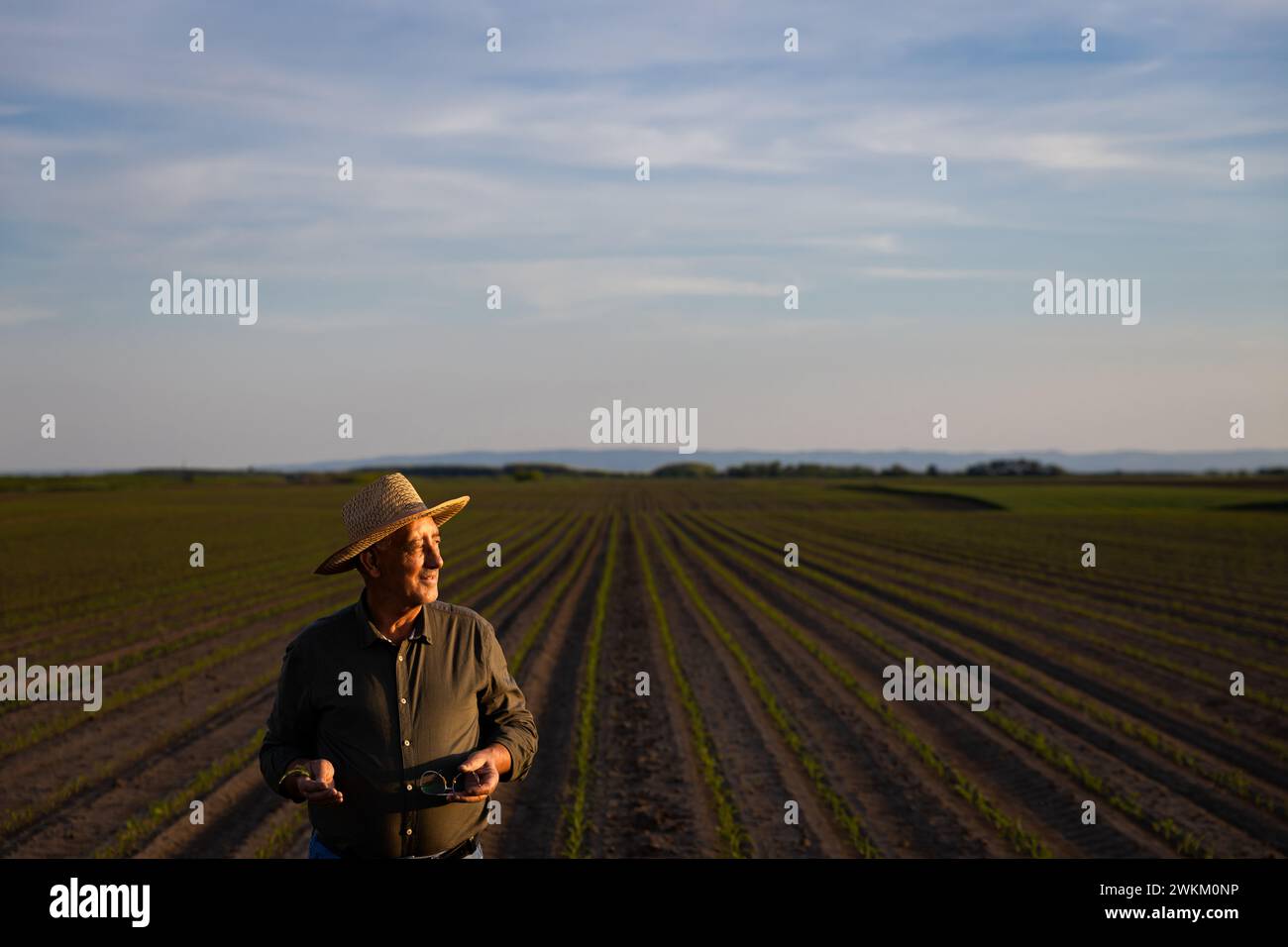 Senior farmer standing in corn field at sunset Stock Photo - Alamy