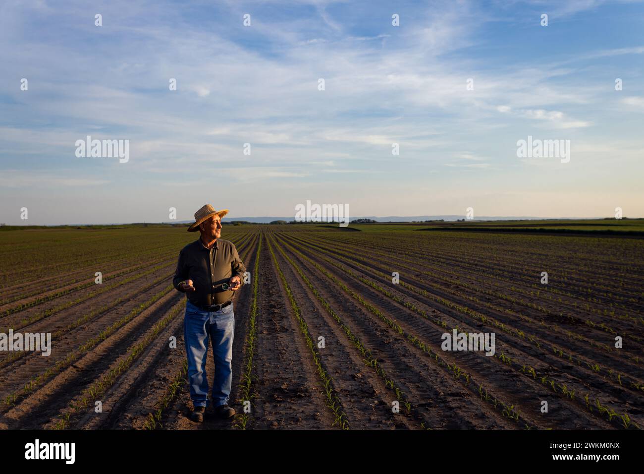 Senior farmer standing in corn field at sunset Stock Photo - Alamy