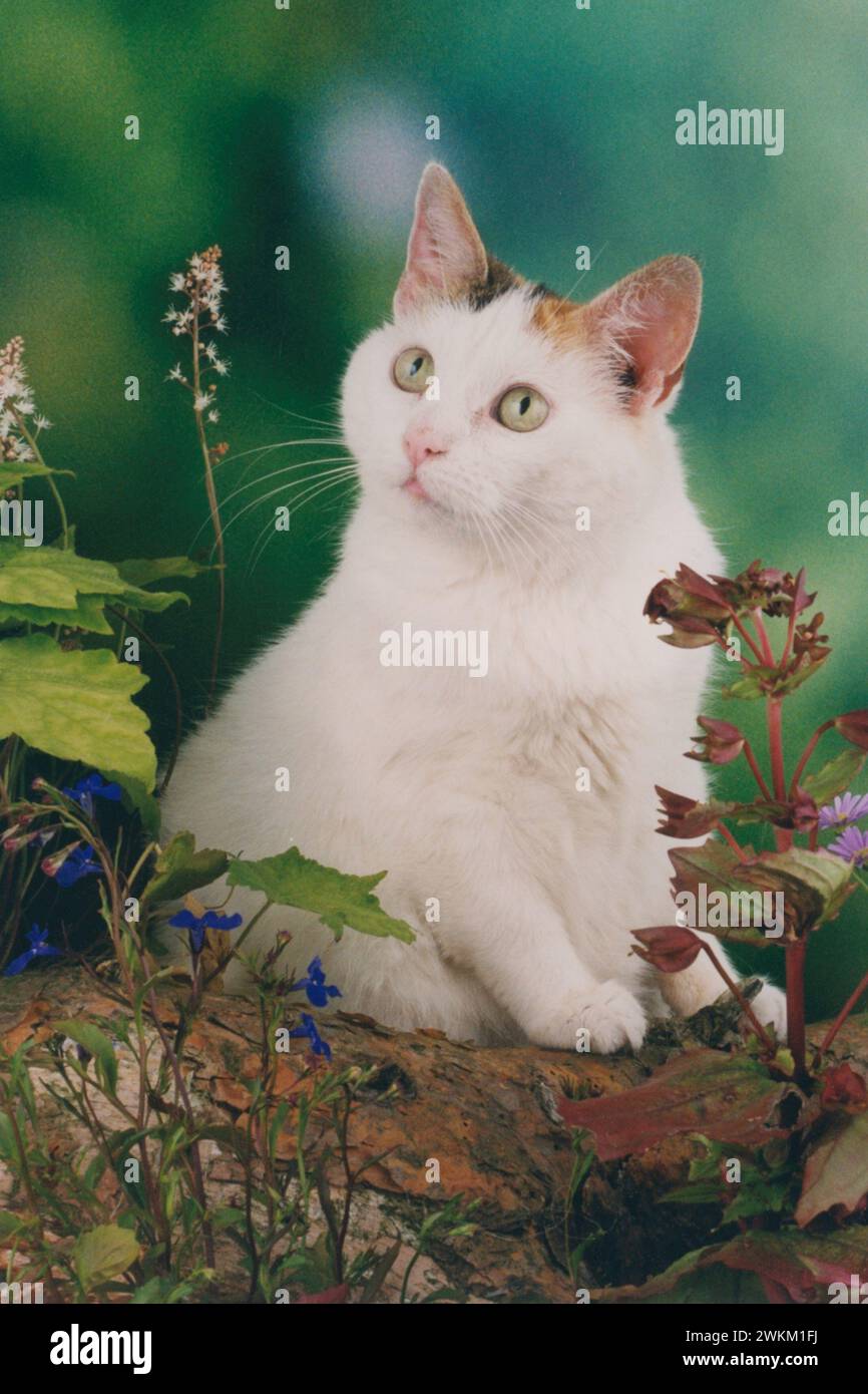 Exploring pet hi-res stock photography and images - Alamy