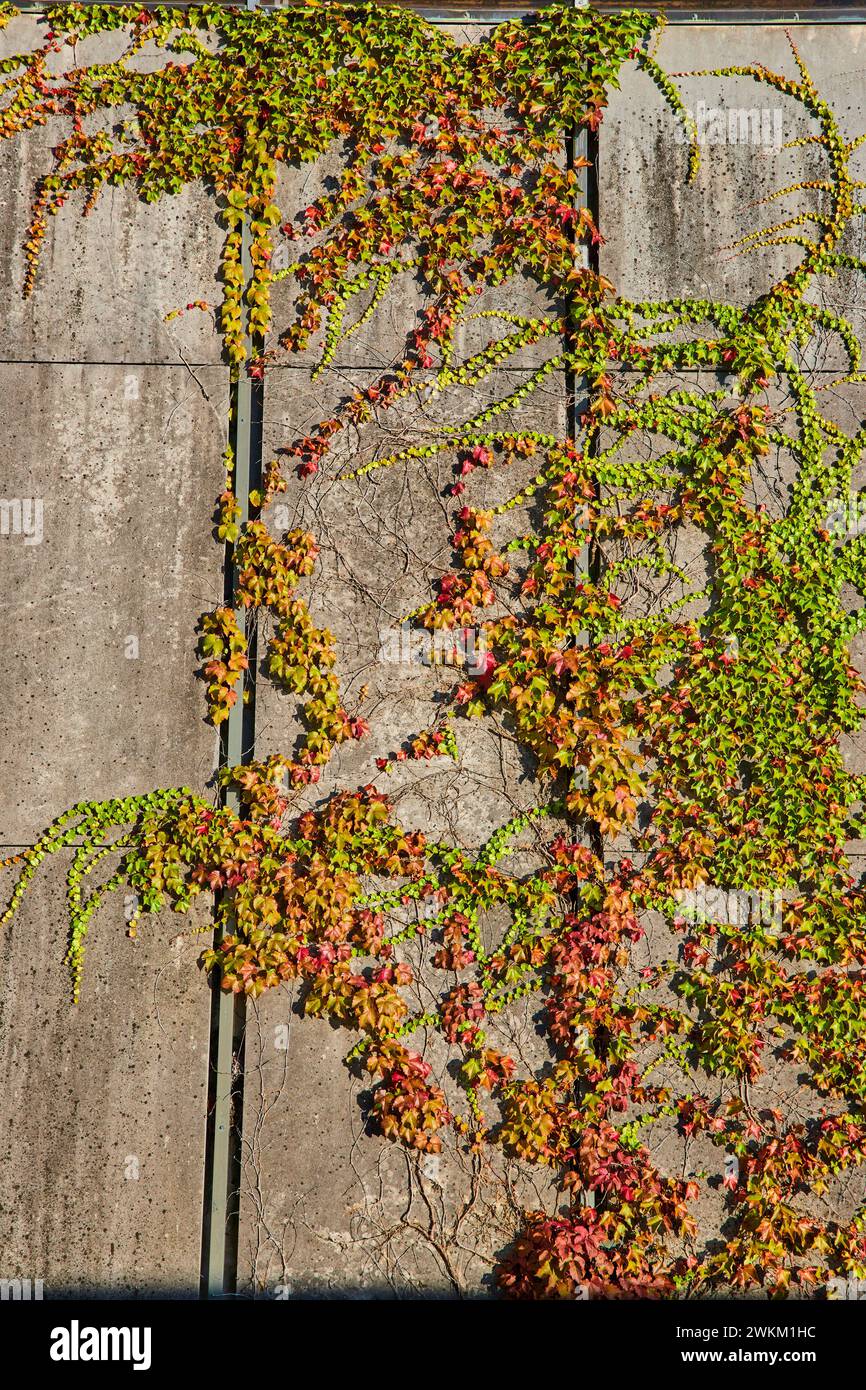 Autumn Leaves on Concrete Wall at University Campus Stock Photo - Alamy