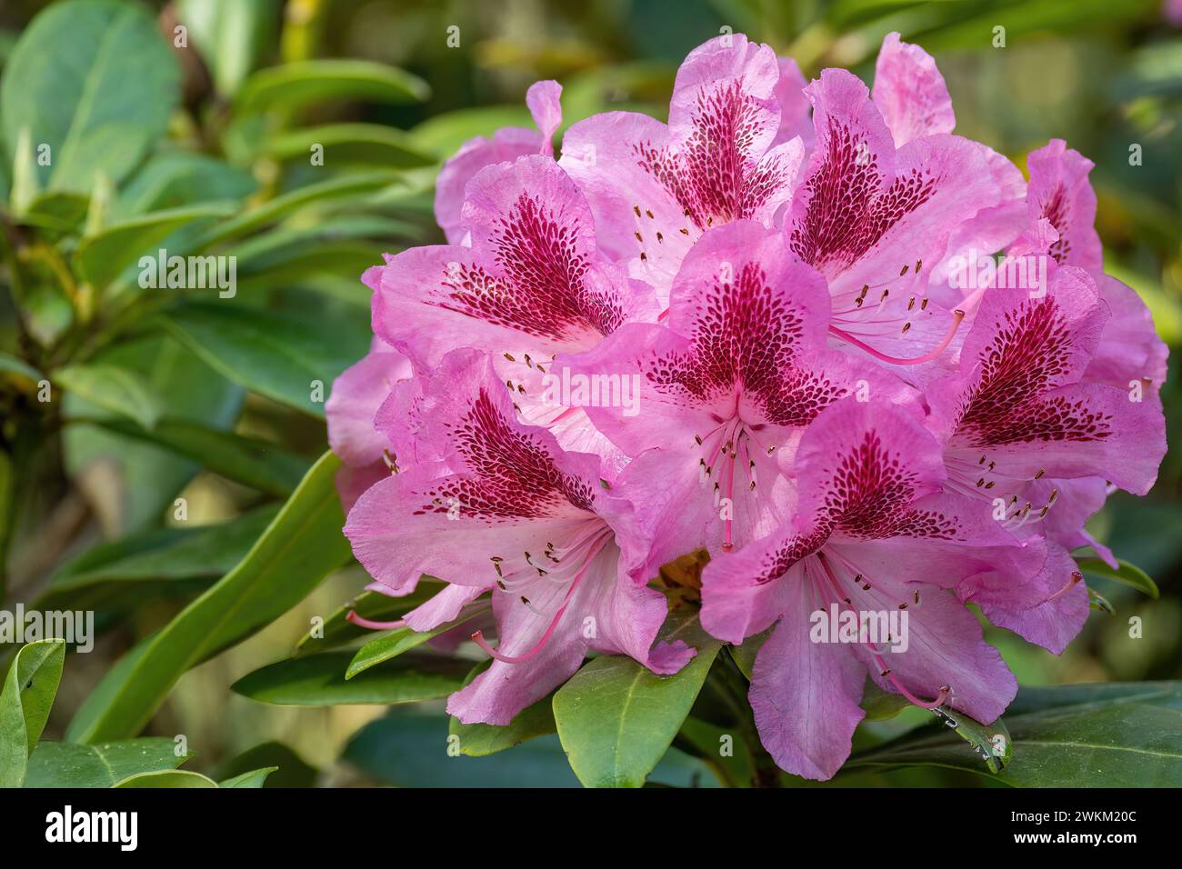 Flower of a rhododendron in May Stock Photo - Alamy