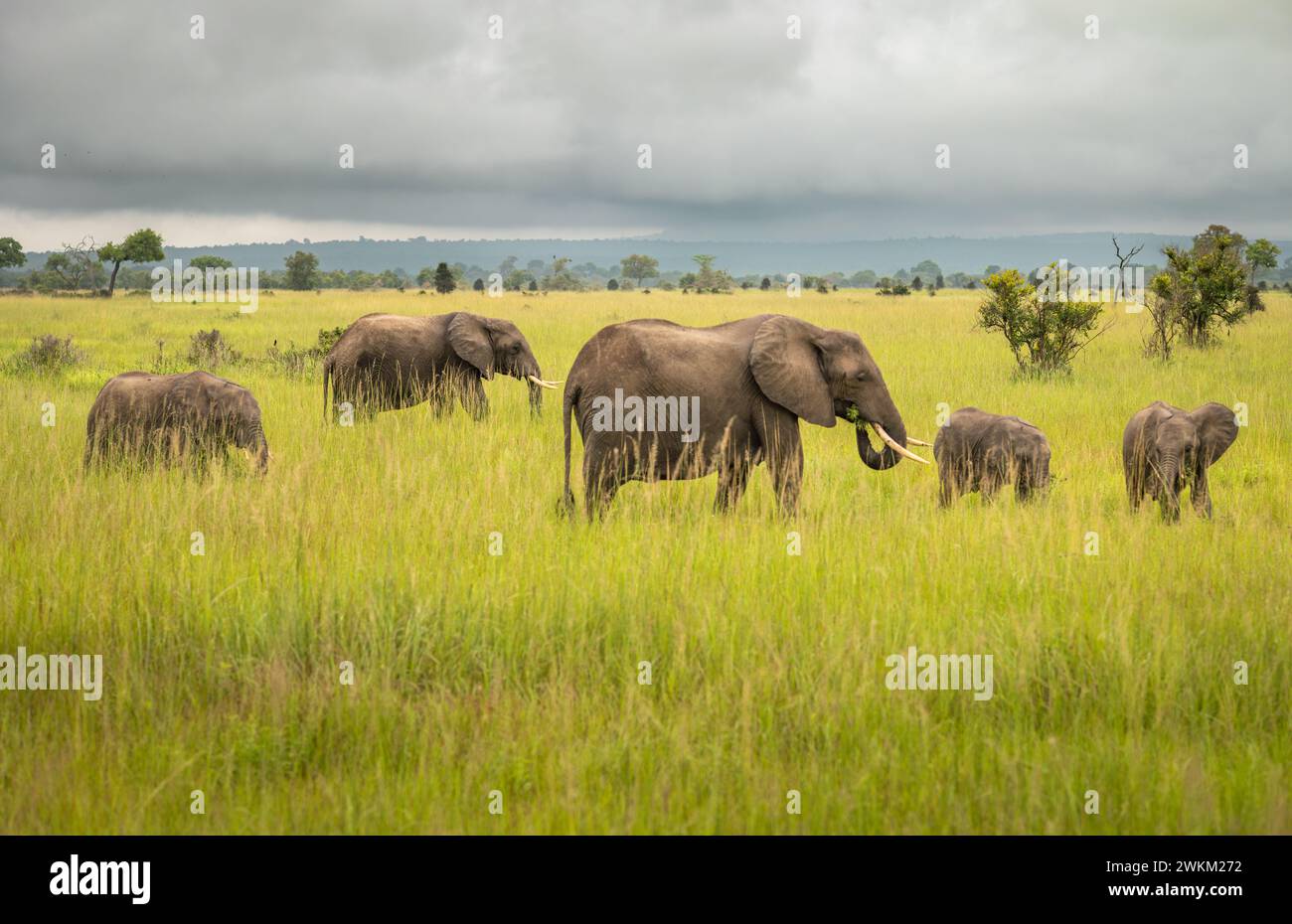 A family group of African Savanna Elephants (Loxodonta africana) walk ...