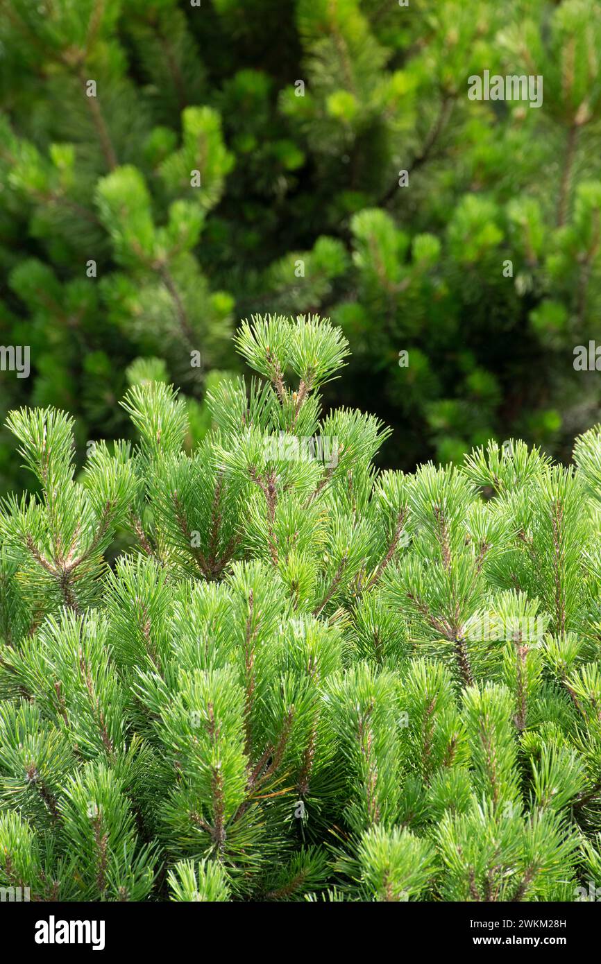 Fresh sprouts of pine. Pine branch in a coniferous forest. The original ...