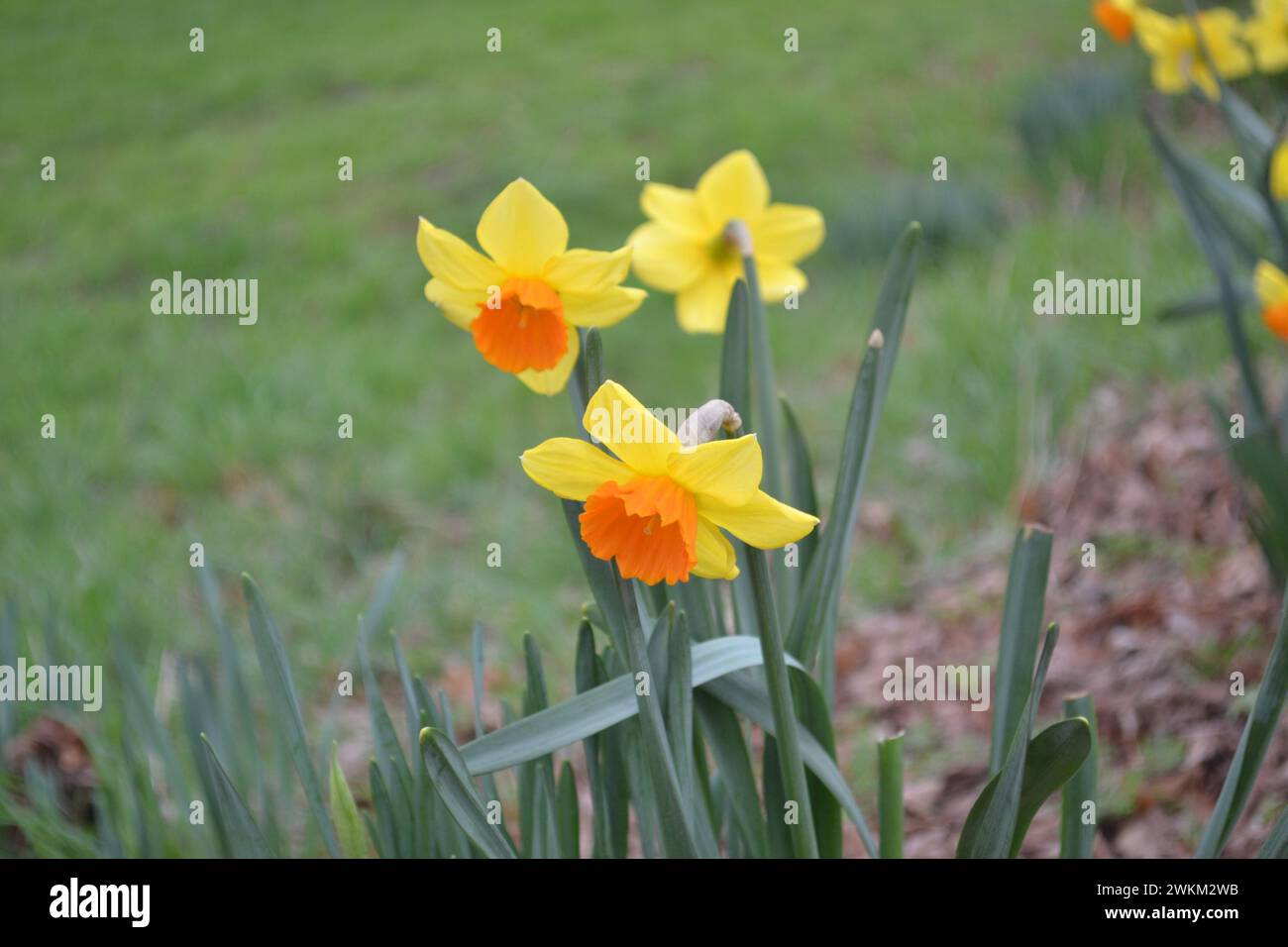 First daffodil field hi-res stock photography and images - Alamy