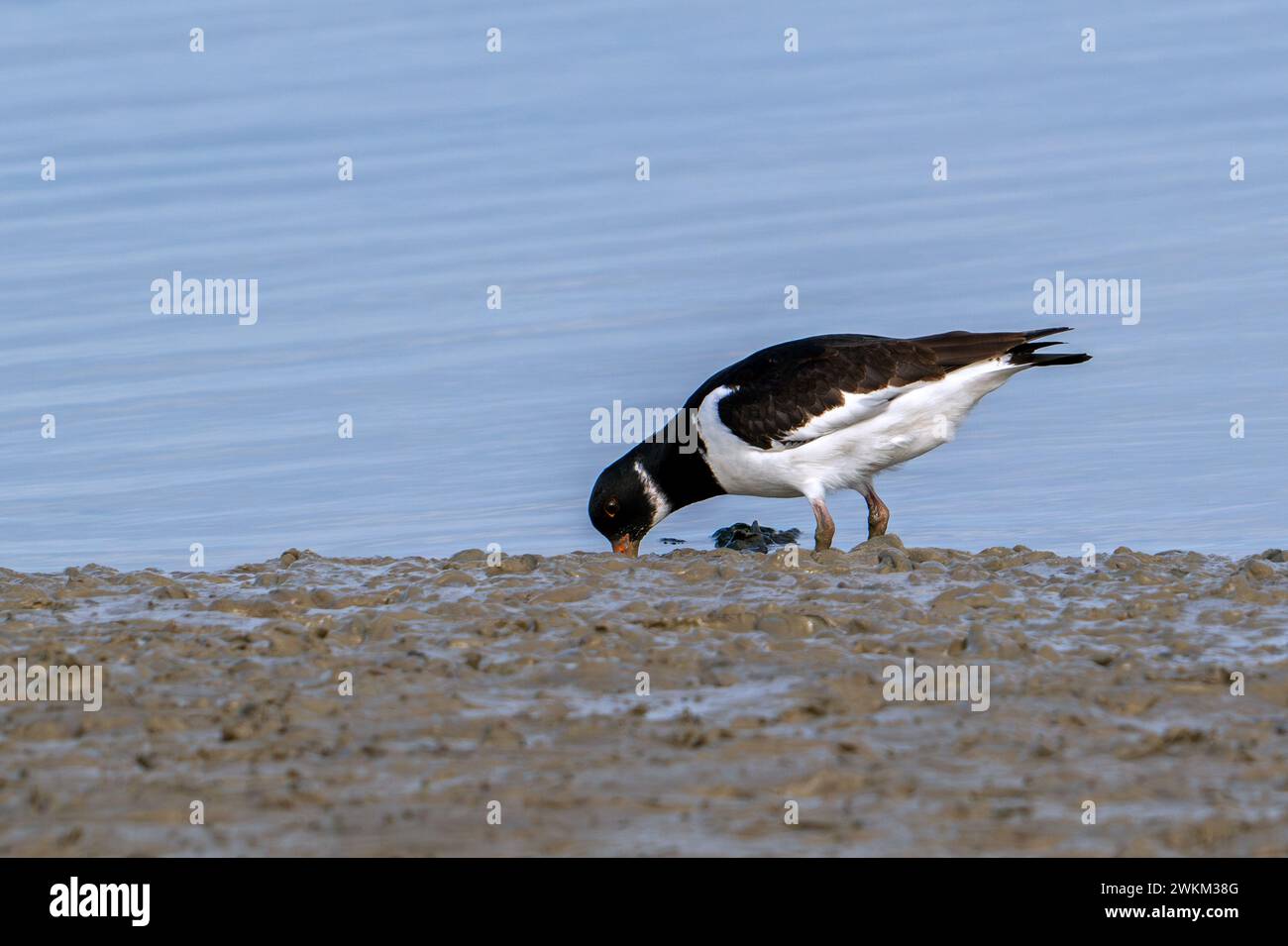 Common pied oystercatcher / Eurasian oystercatcher (Haematopus ...