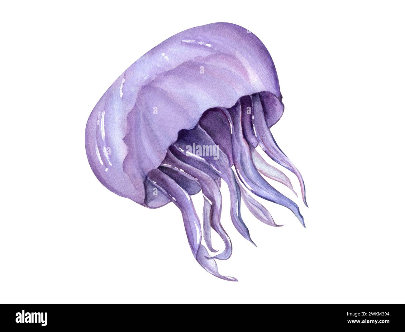 Violet Jellyfish. Floating medusa. Poisonous sea animal. Tentacles ...