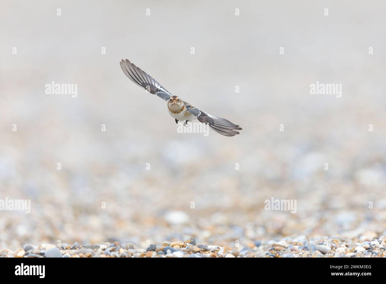 Flying beach beaches hi-res stock photography and images - Alamy