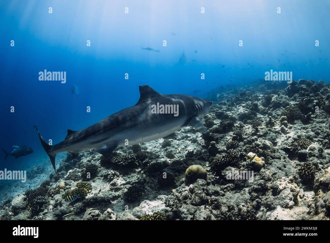 Tiger Shark swim in blue ocean. Diving with sharks in Maldives Stock ...