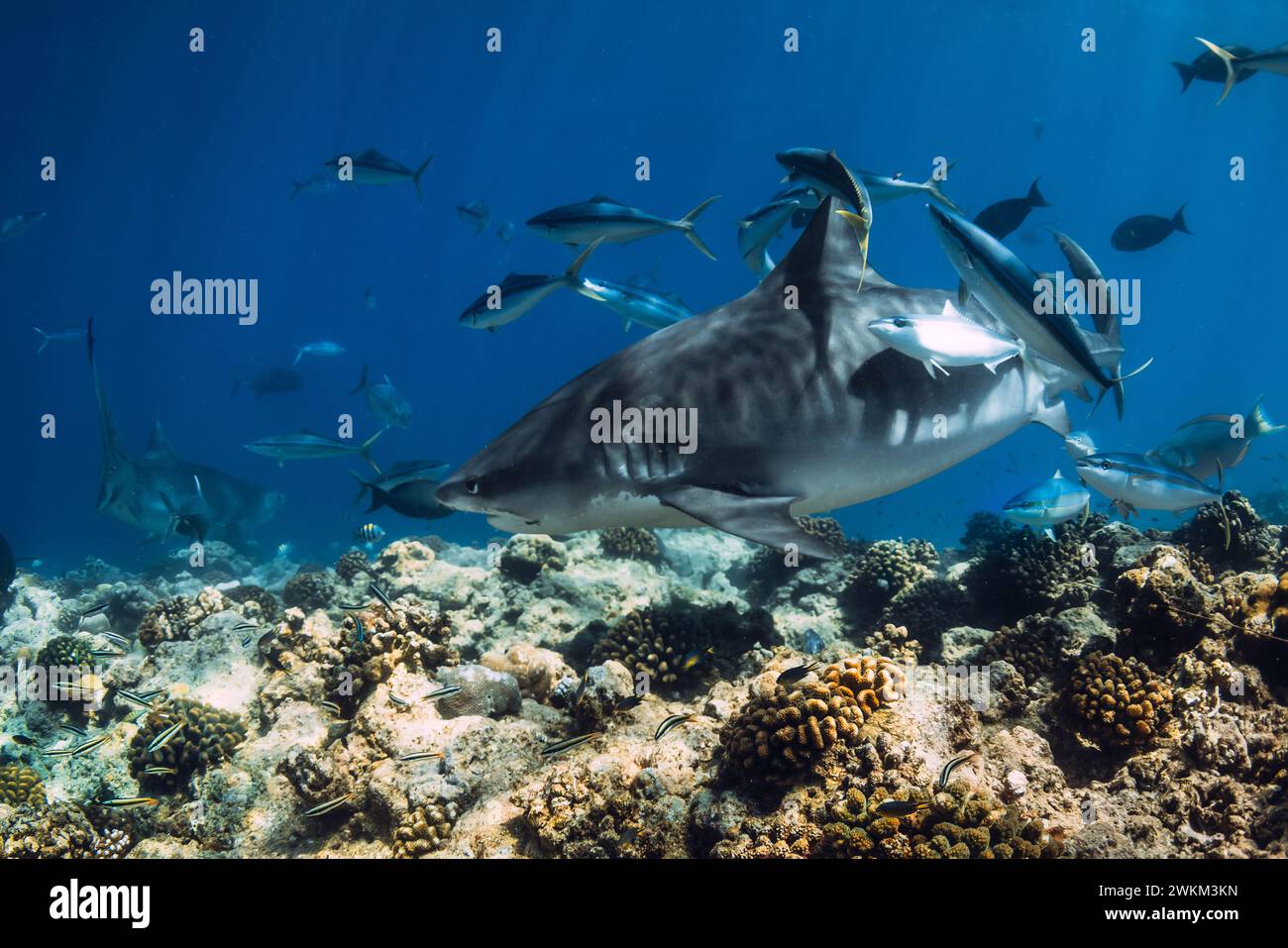 Tiger Shark close up with tropical fish in transparent ocean Stock ...