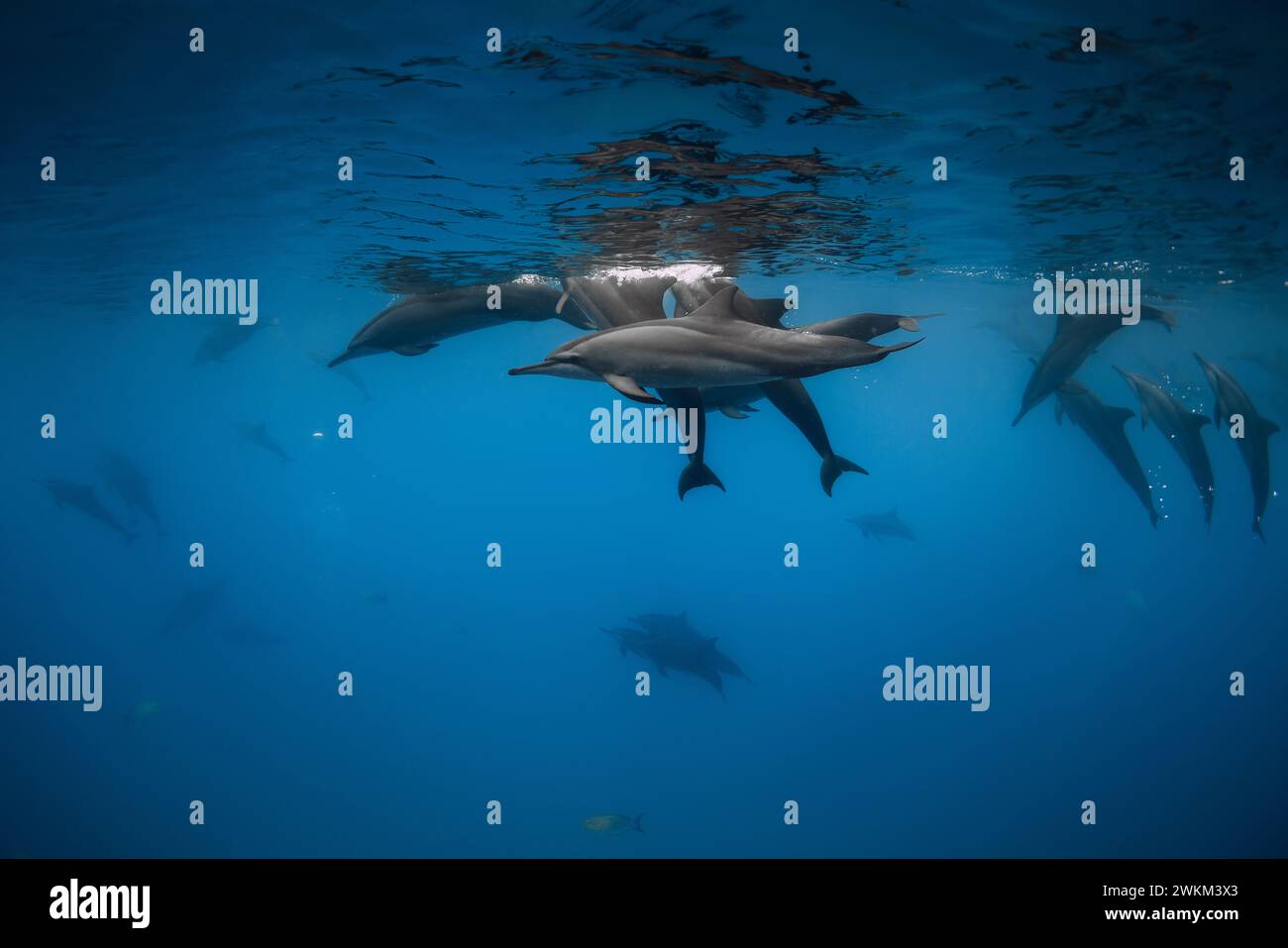 Dolphins pod swims underwater in blue ocean Stock Photo - Alamy