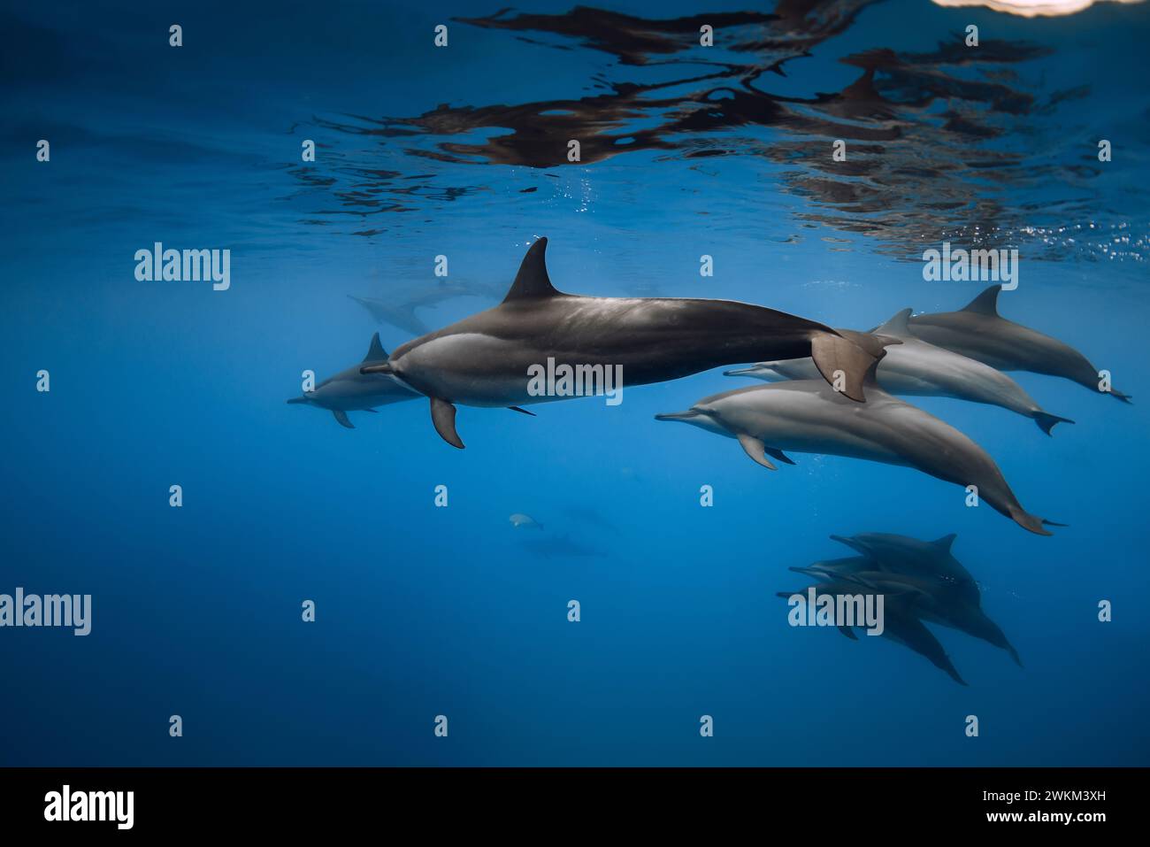 Dolphins playing and swims underwater in blue sea. Dolphins family in ...