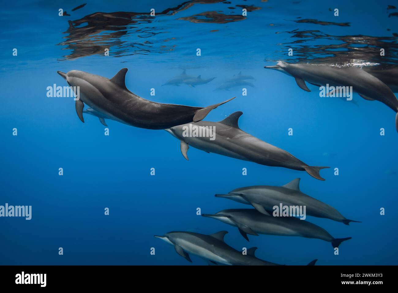 Dolphins pod playing and swims underwater in blue sea. Dolphins family ...