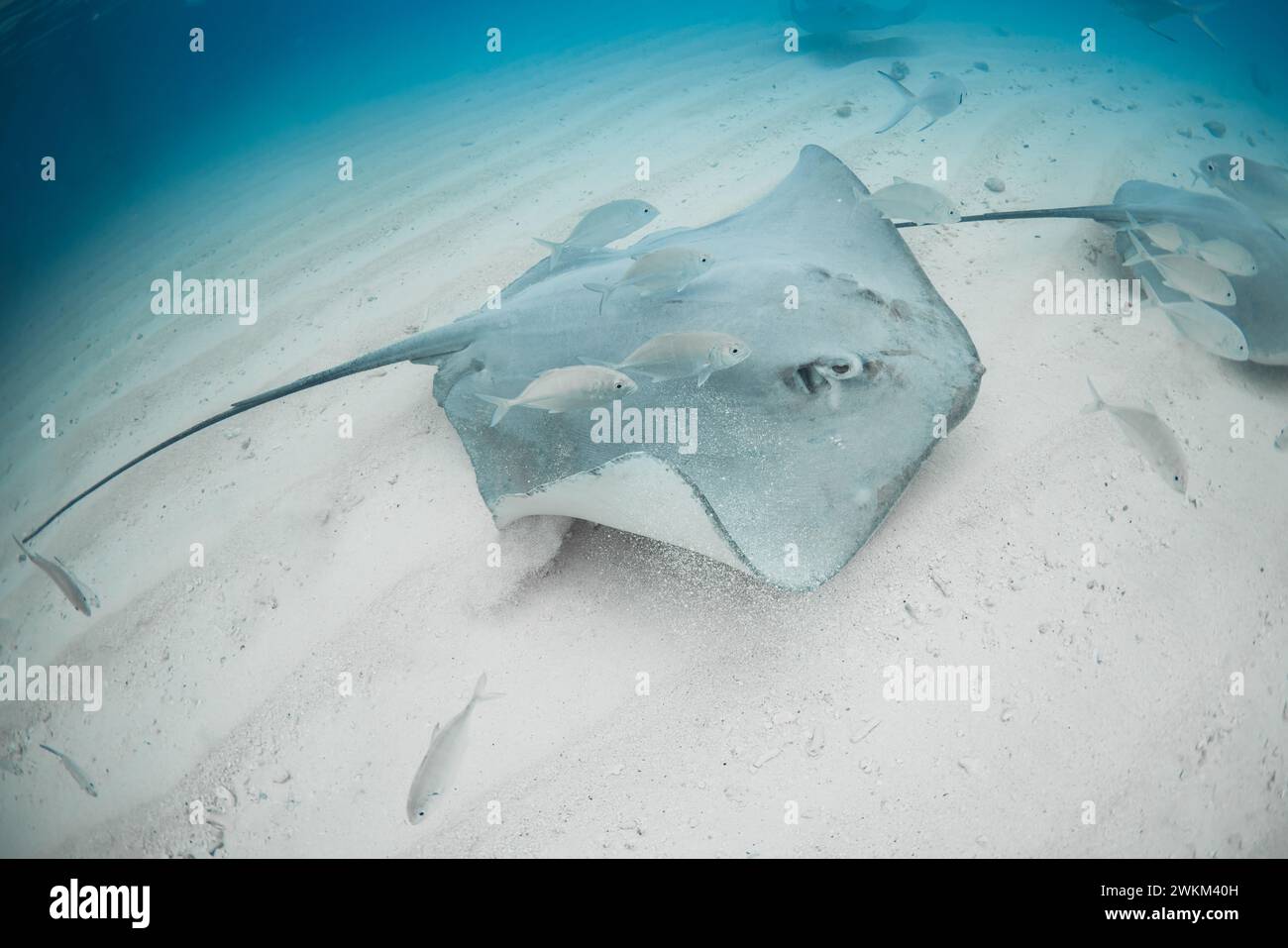 Stingray swim underwater on sandy sea bottom. Sting ray fish in ...