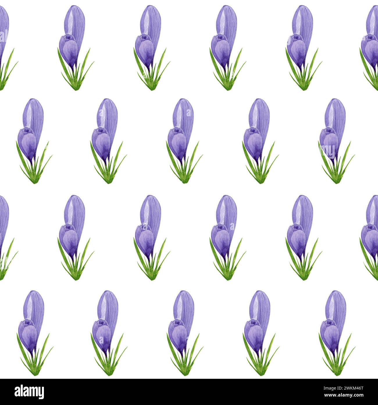 Watercolor purple crocuses seamless pattern, spring flowers digital ...