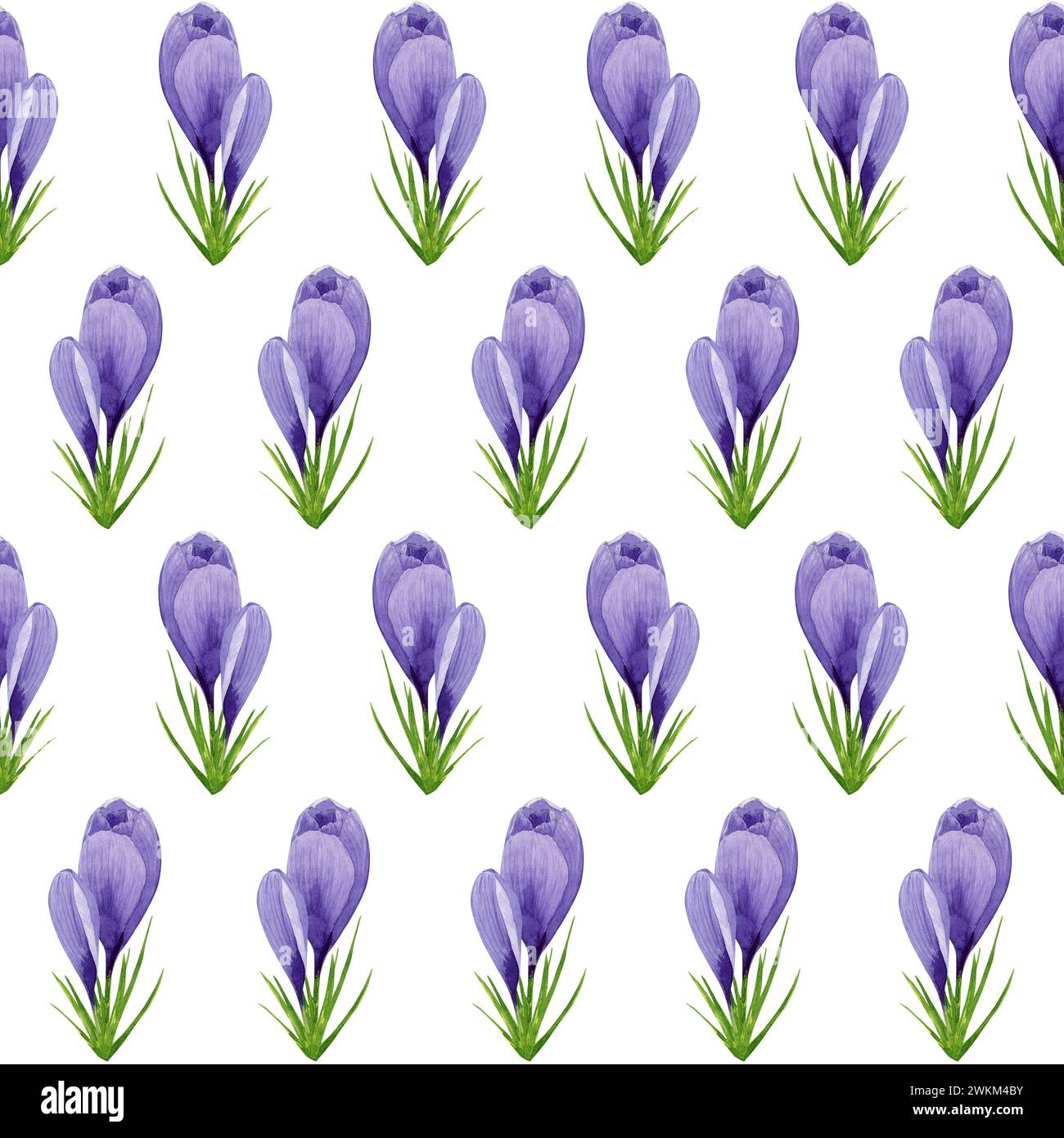 Watercolor purple crocuses seamless pattern, spring flowers digital ...