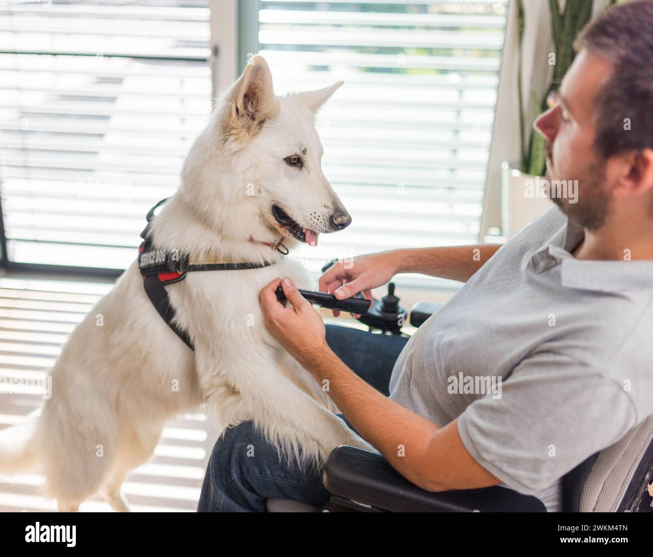 Trained service dog responding to a command from his owner man in a ...