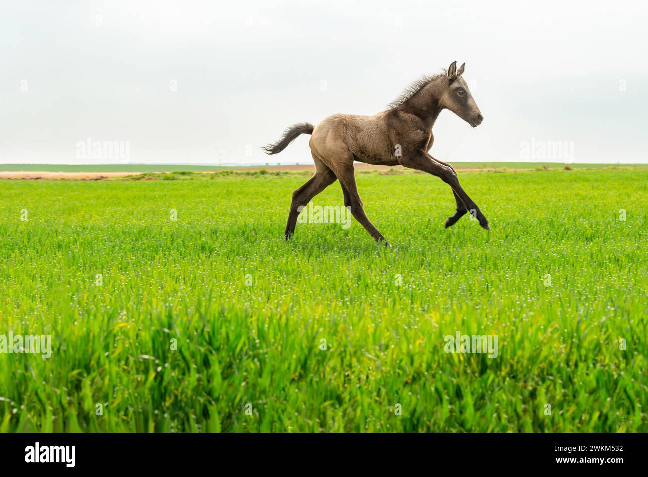Beautiful horse running on field hi-res stock photography and images ...