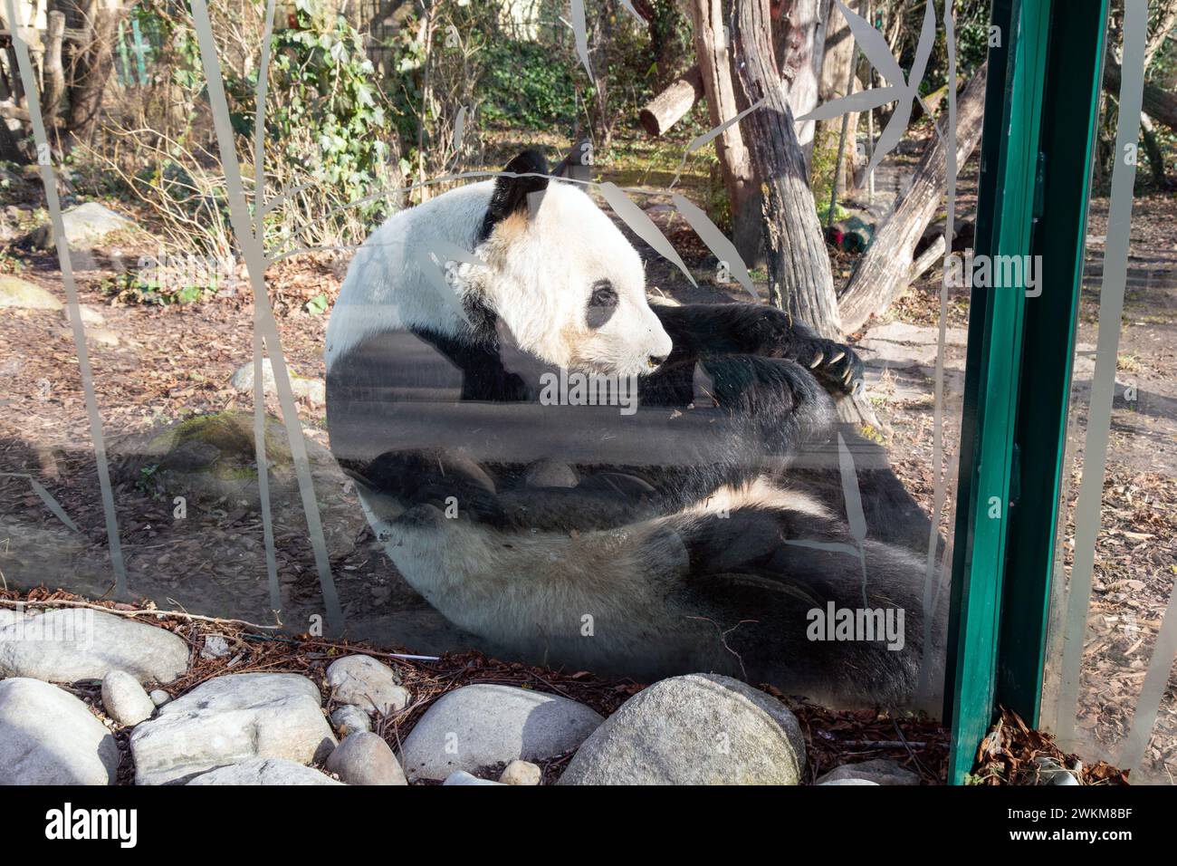 Giant panda (Ailuropoda melanoleuca) eating bamboo, Tiergarden ...
