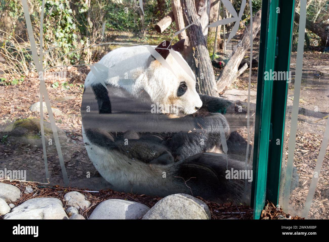 Giant panda (Ailuropoda melanoleuca) eating bamboo, Tiergarden ...