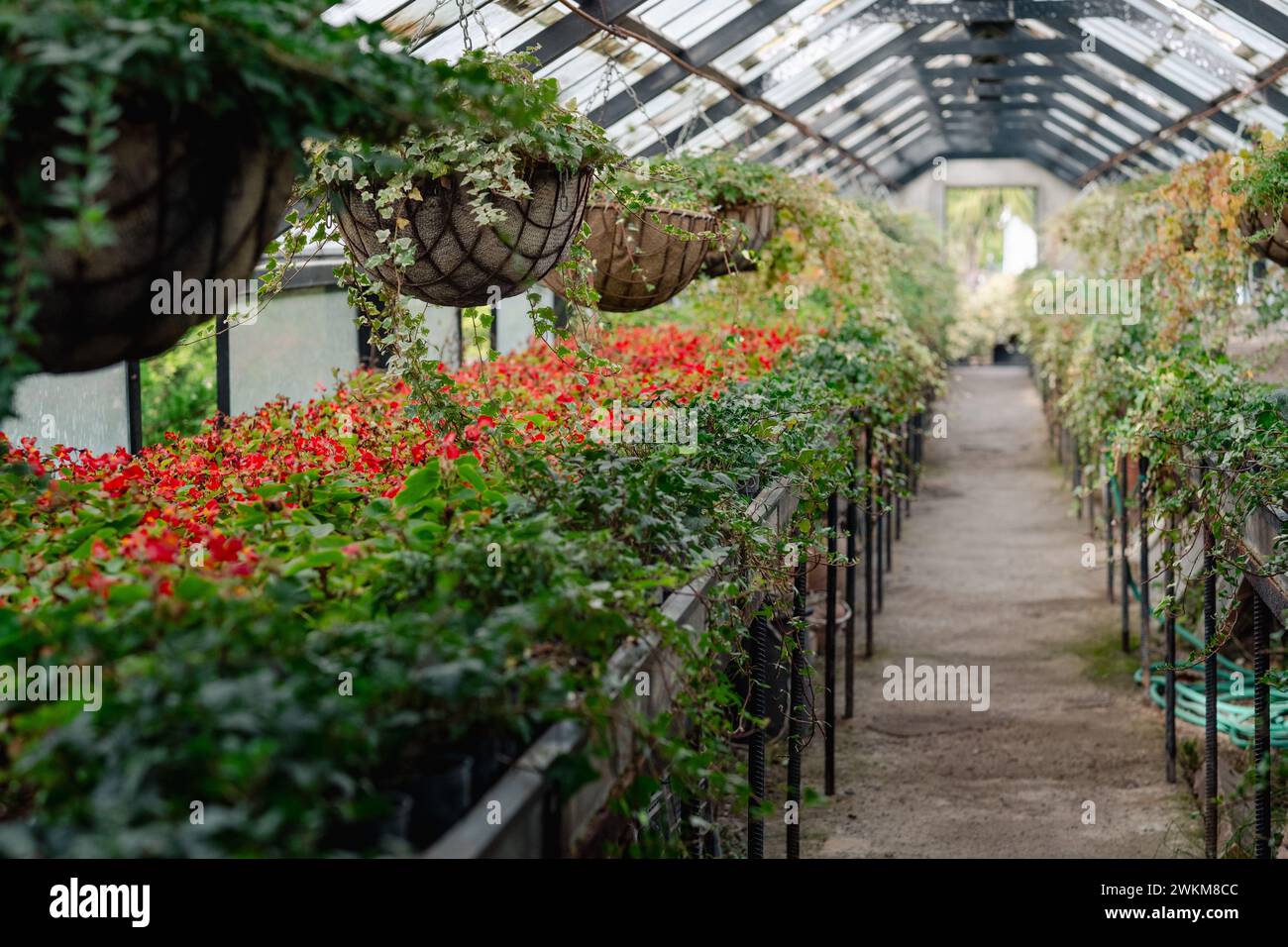 Plants aesthetic diversity hi-res stock photography and images - Alamy