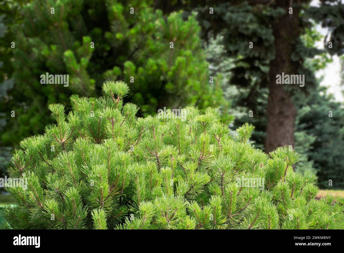 Fresh sprouts of pine. Pine branch in a coniferous forest. The original ...