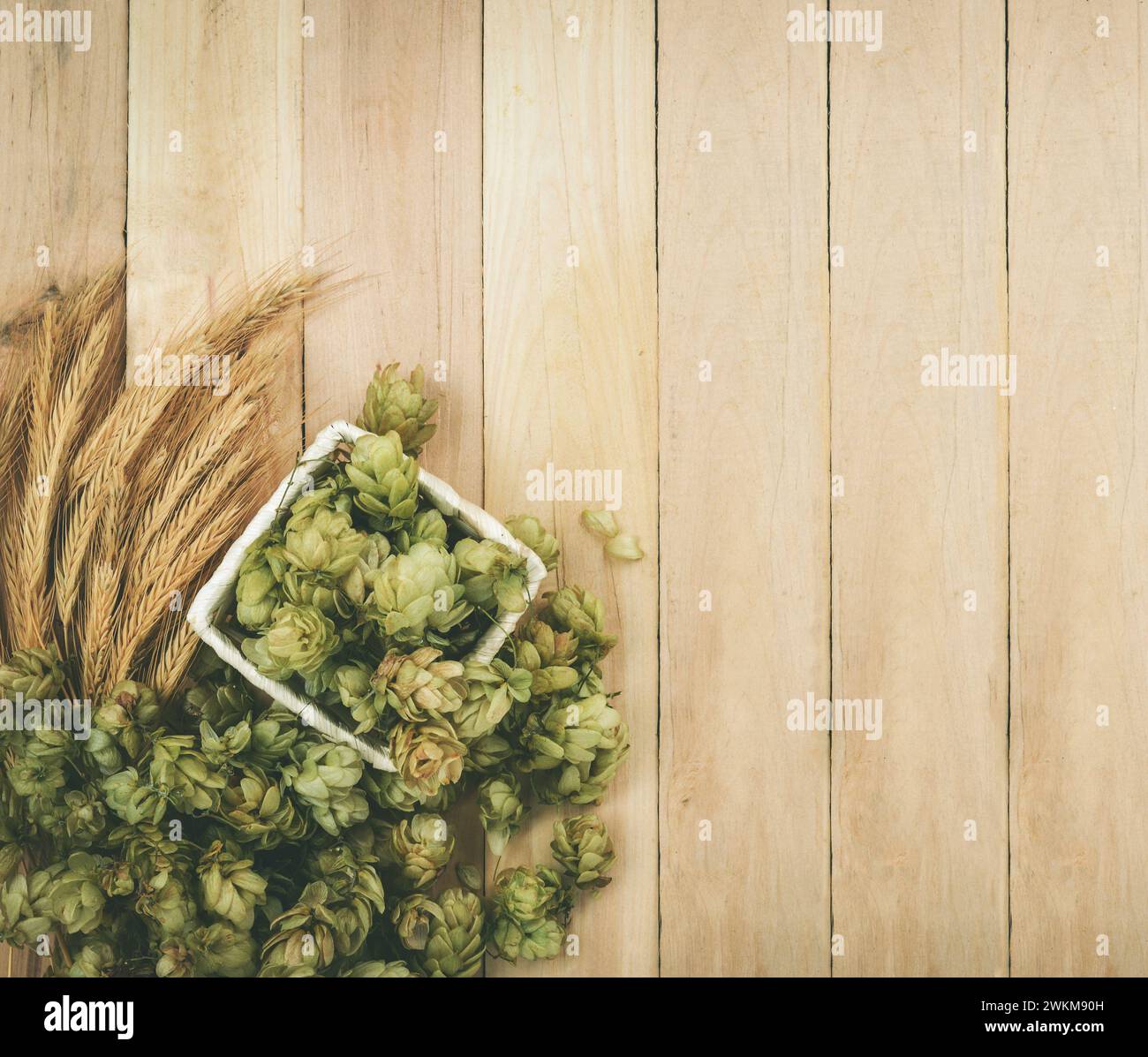 Fresh green hops and wheat spikes. Green hops, malt, ears of barley and ...