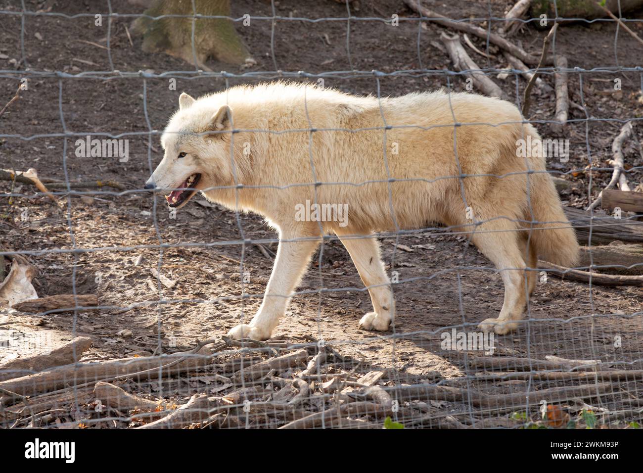 Pack of arctic wolves hi-res stock photography and images - Alamy