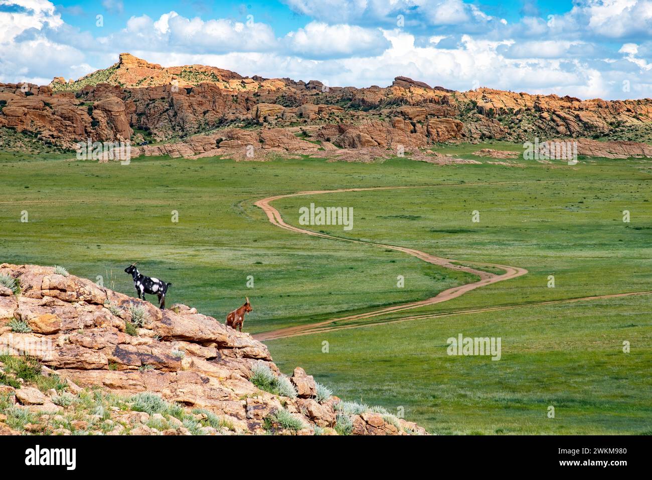 Goats climbing the rocky terrain of Baga Gazriin Chuluu in broad ...
