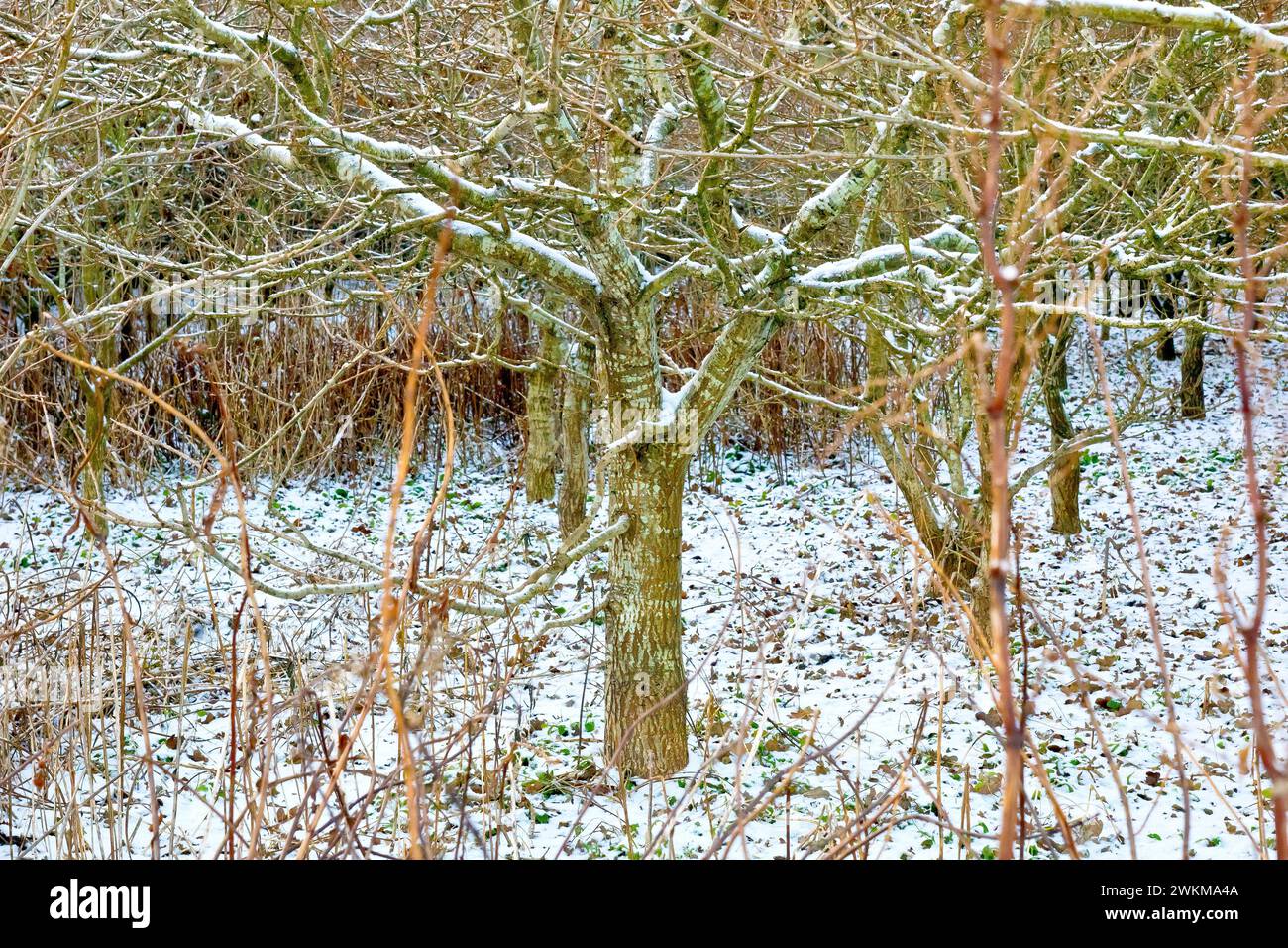 A young oak tree (quercus) growing at the edge of a wood in the winter ...