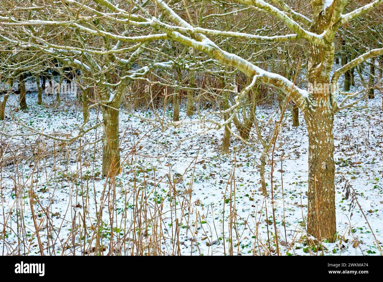 Young oak trees (quercus) growing at the edge of a wood in the winter ...