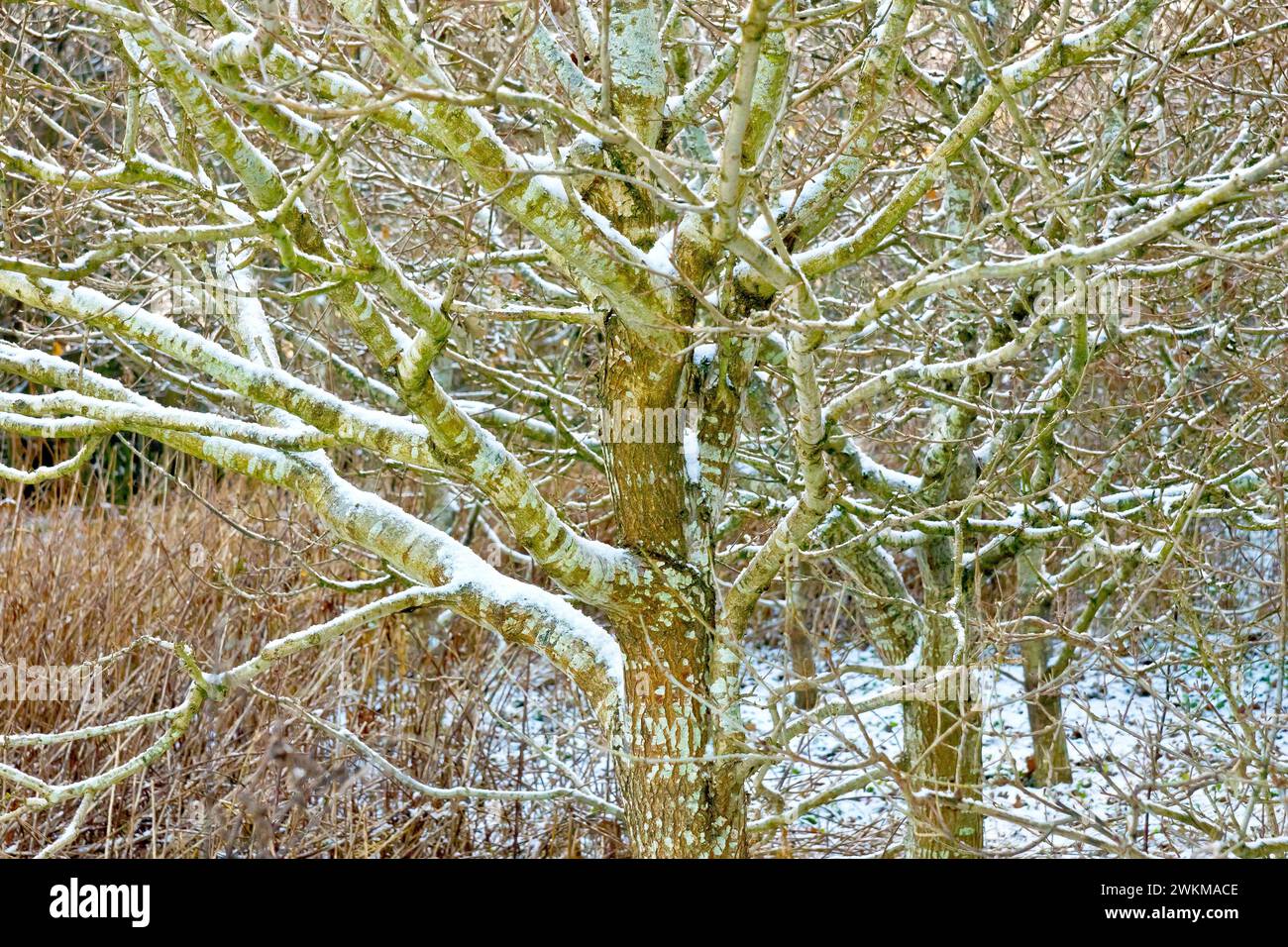 A young oak tree (quercus) growing at the edge of a wood in the winter ...