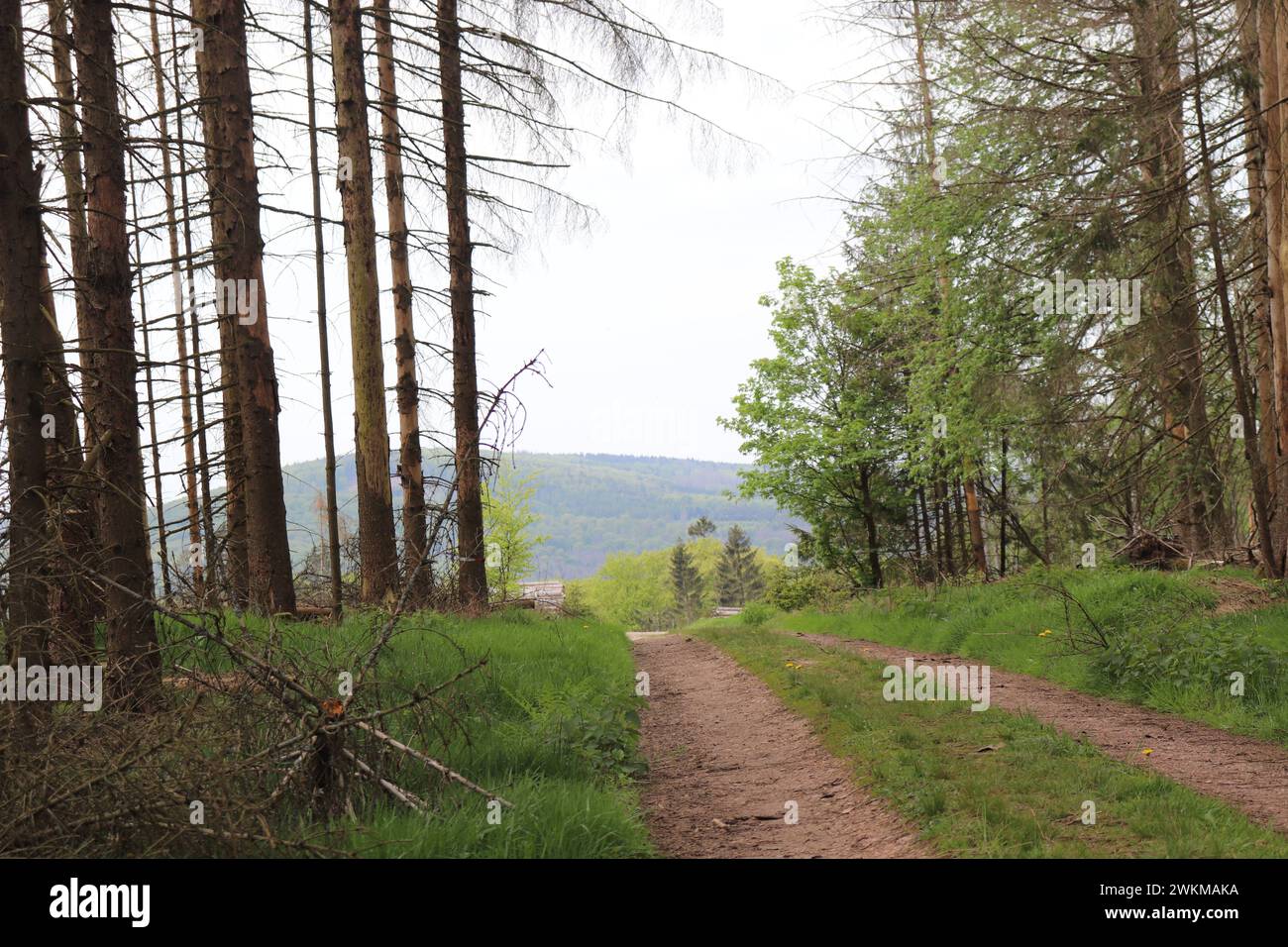 Wege durch den wald hi-res stock photography and images - Alamy