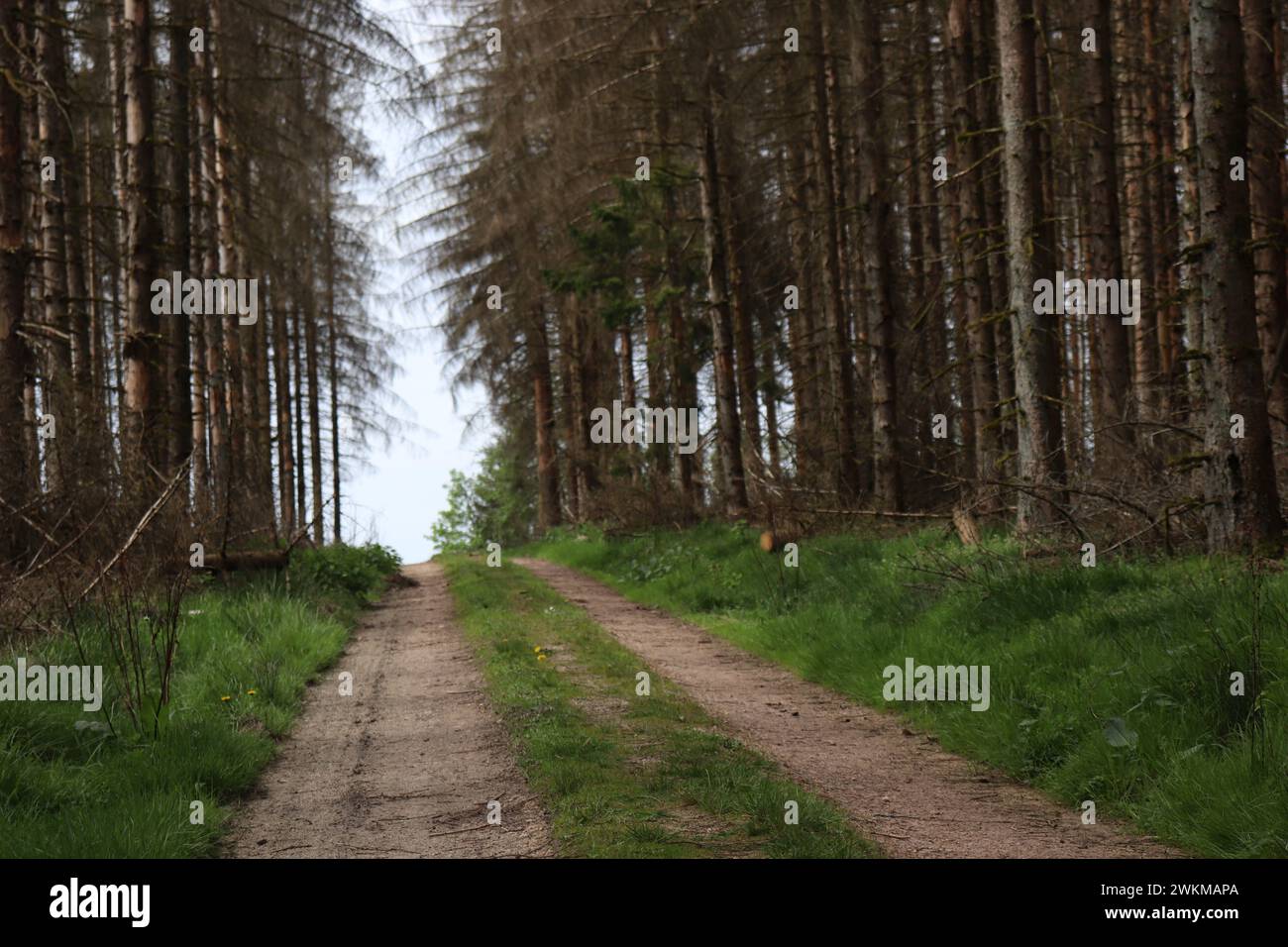 Waldmoment hi-res stock photography and images - Alamy