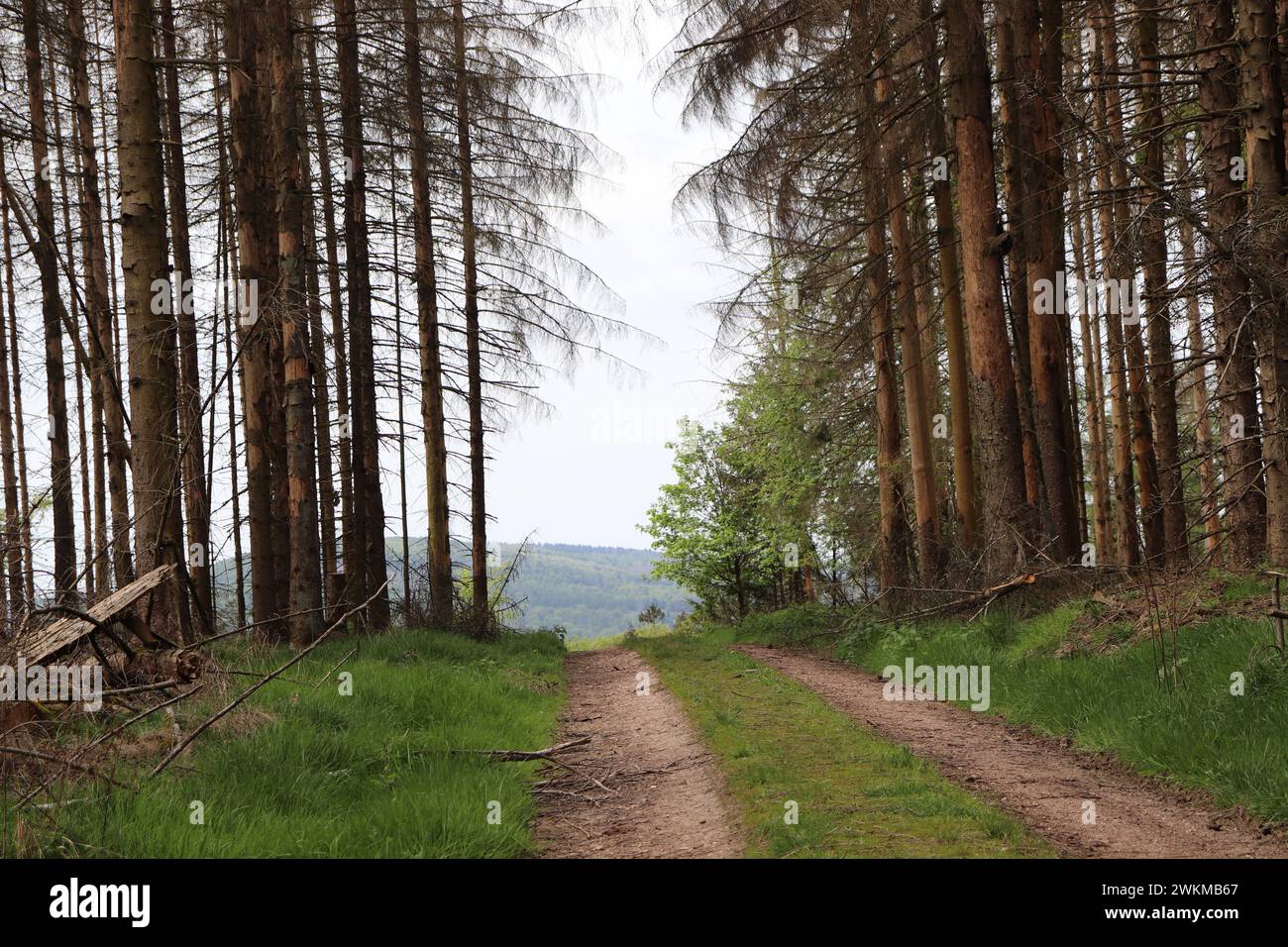 Wege im wald hi-res stock photography and images - Alamy